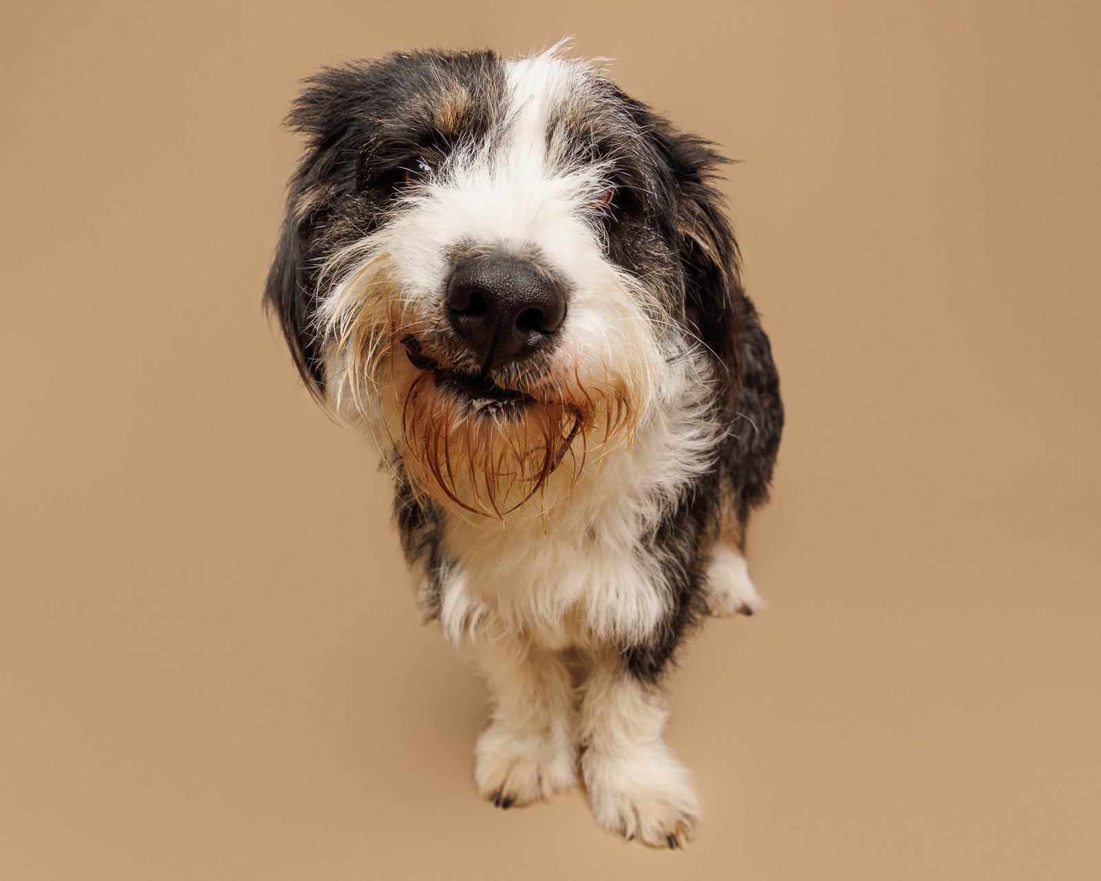 Dog for Adoption - Lady Grey, a in Raleigh, NC | Alpha Paw