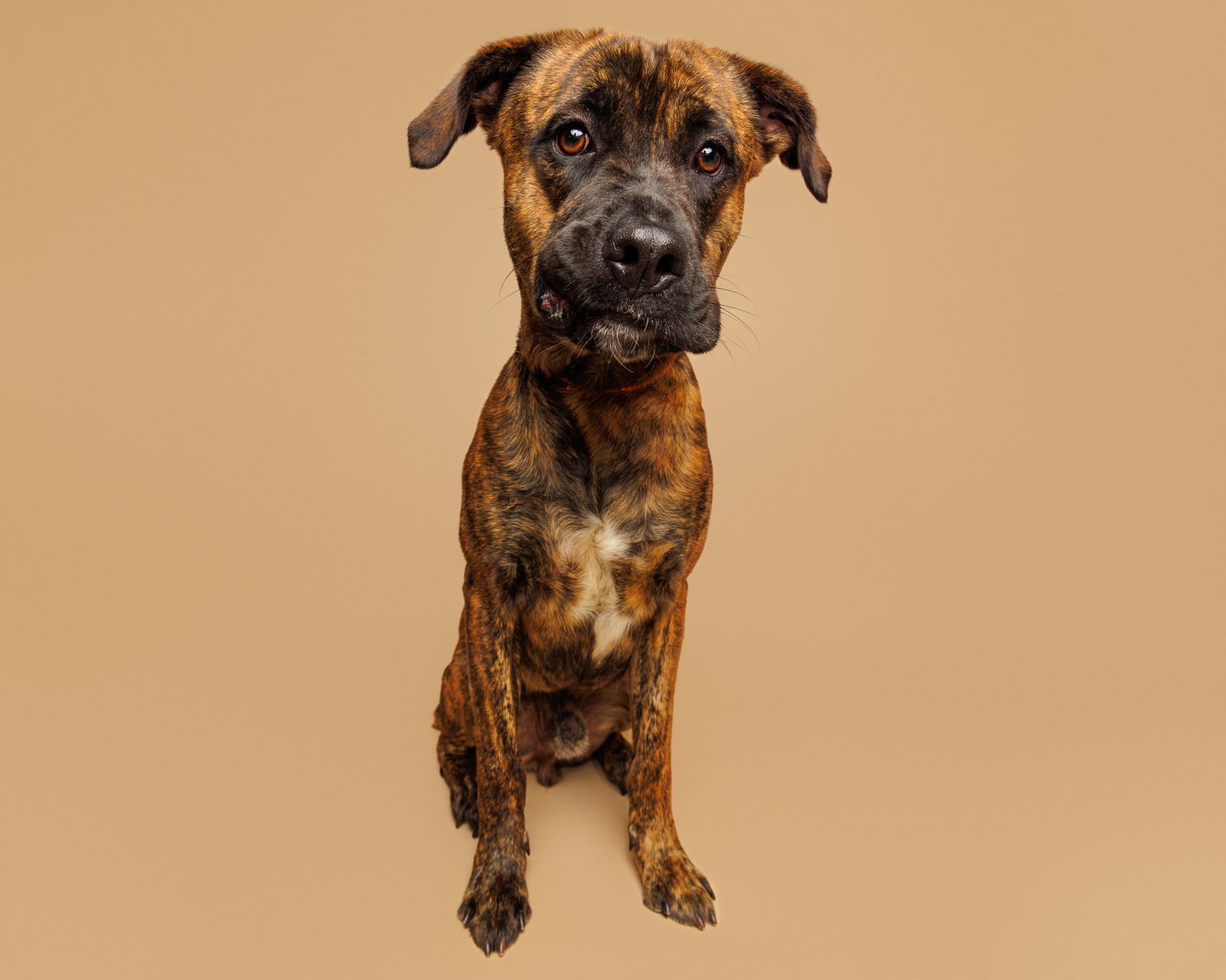 Dog for Adoption - Butters, a in Raleigh, NC | Alpha Paw