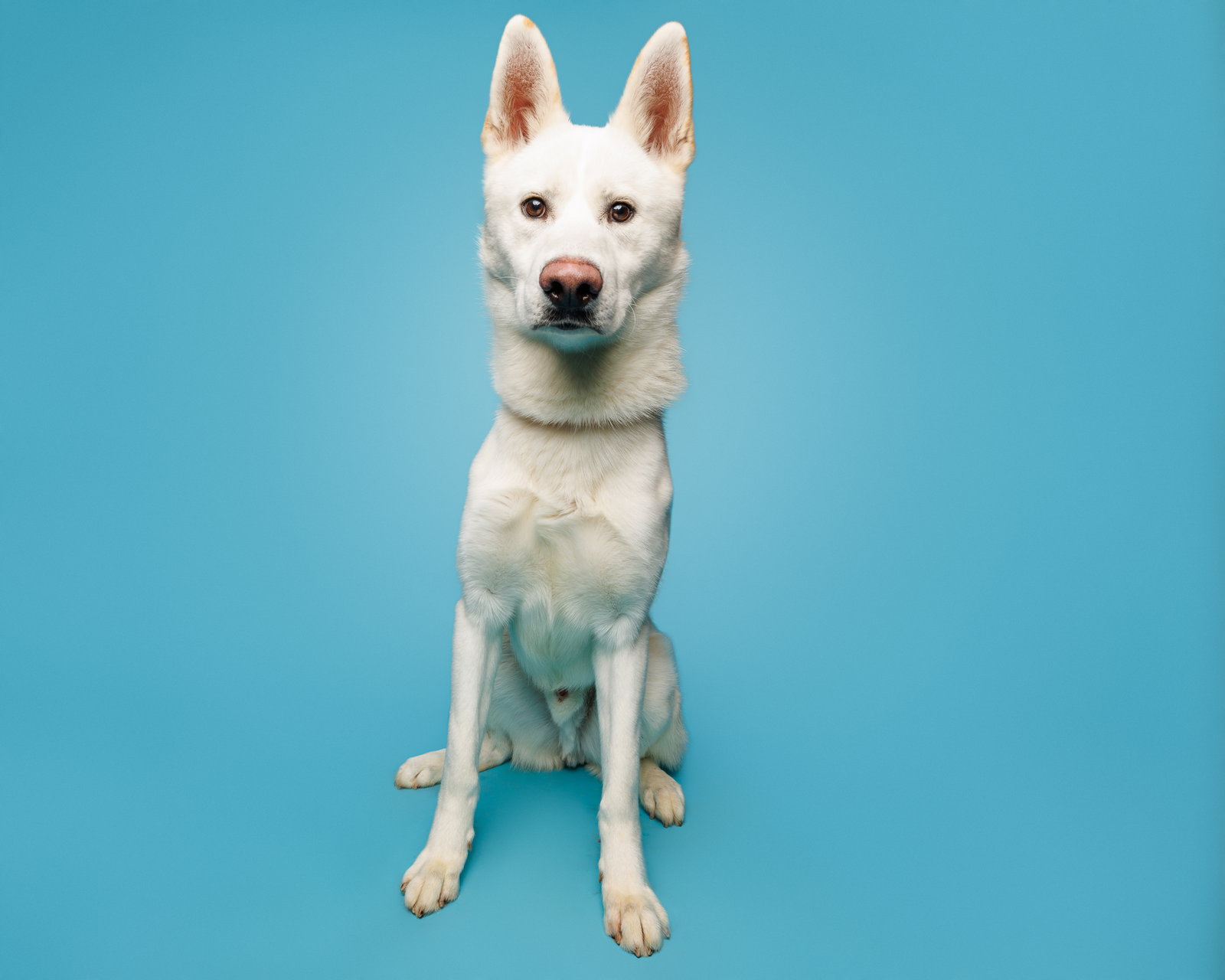 Dog for Adoption - Burrata, a in Selma, NC | Alpha Paw