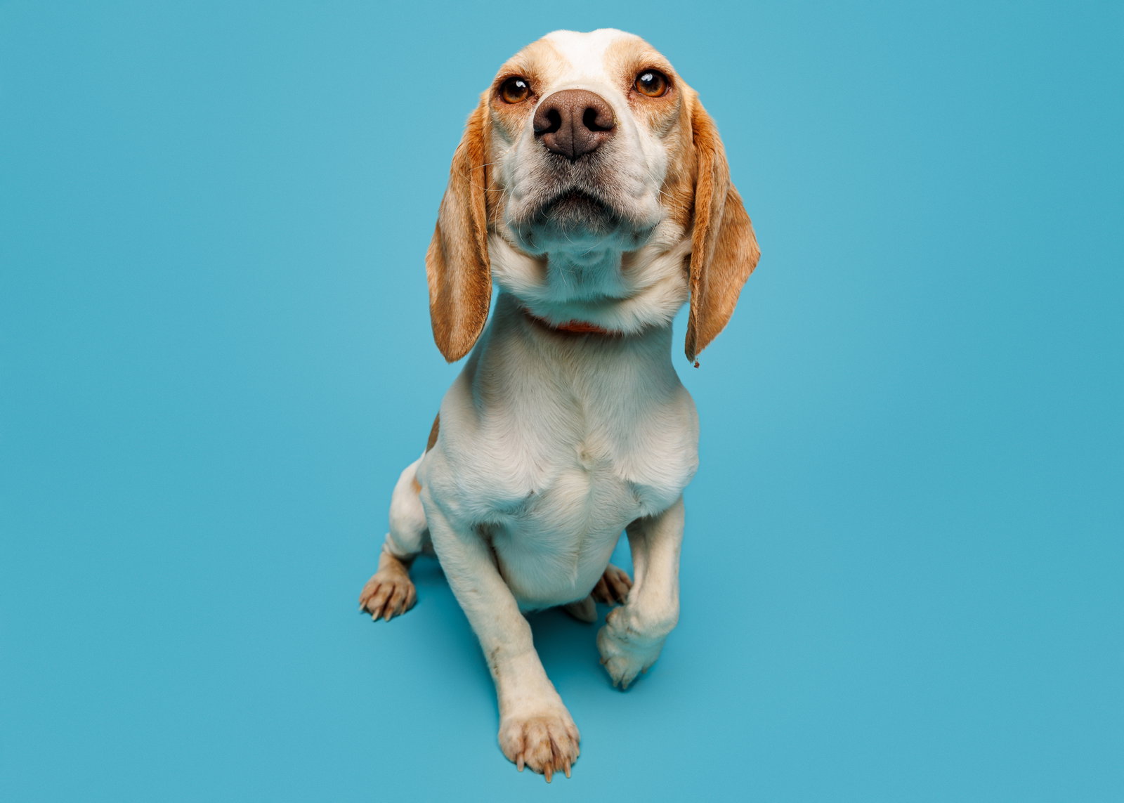 Dog for Adoption - Seth, a in Harnett County, NC | Alpha Paw