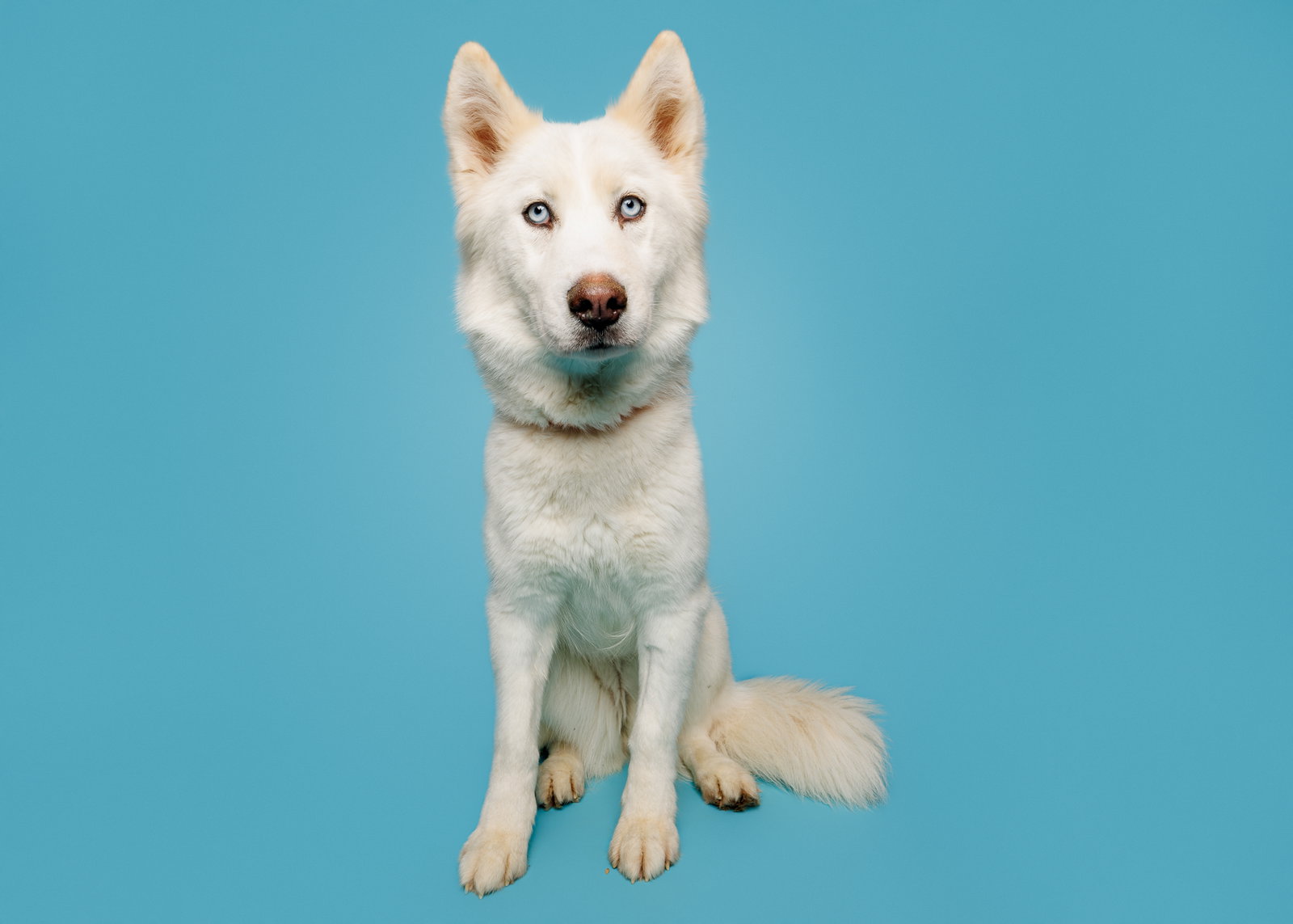 Dog for Adoption - Roxanne, a in Harnett County, NC | Alpha Paw