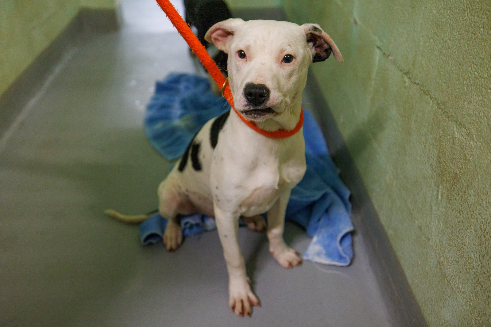 Dog for Adoption - Audrey, a in Saxapahaw, NC | Alpha Paw