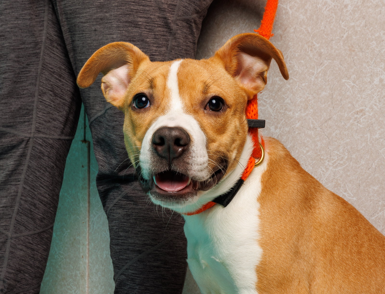 Dog for Adoption - Pascal, a in Granville County, NC | Alpha Paw