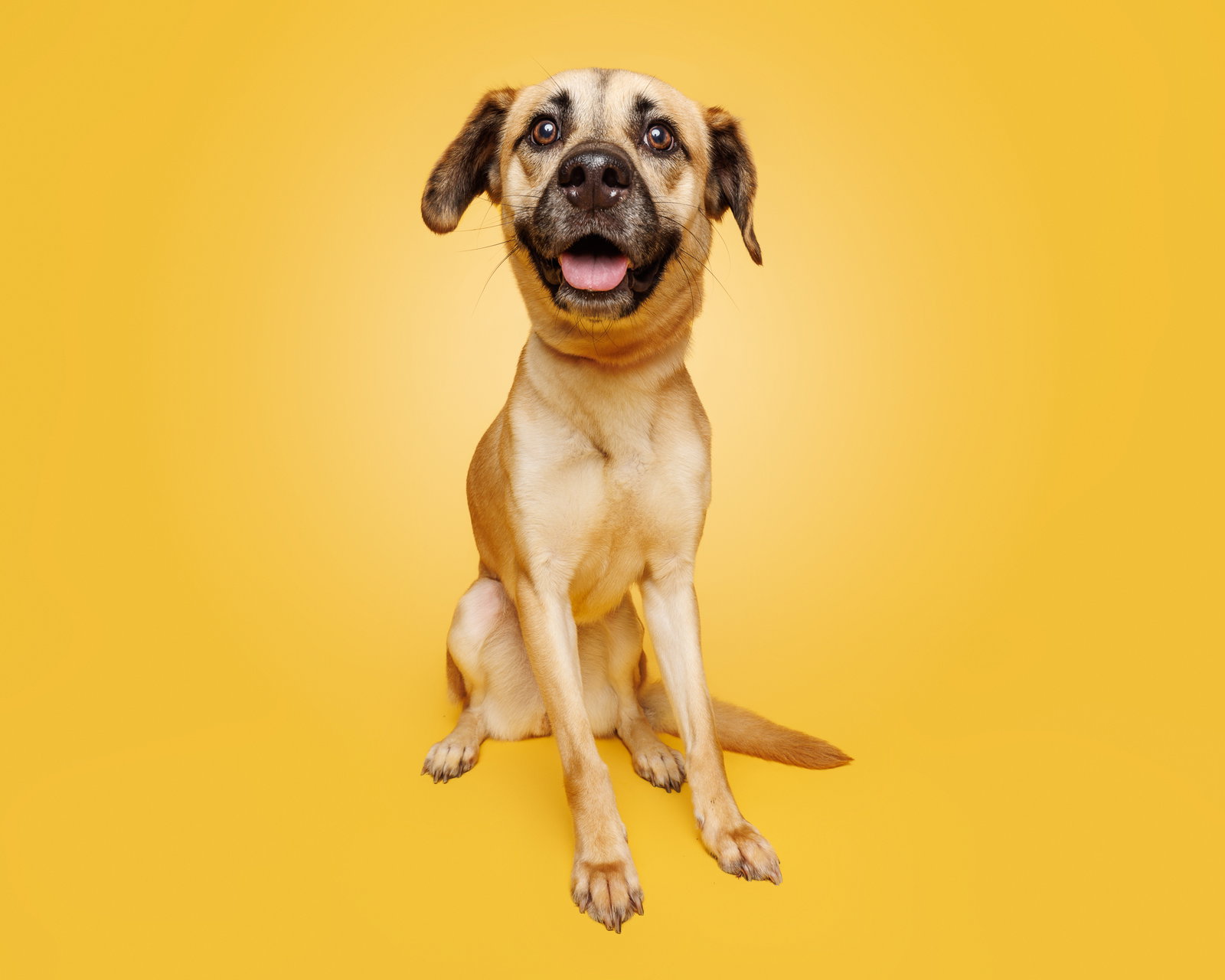 Dog for Adoption - Bachata, a in Boydton, VA | Alpha Paw
