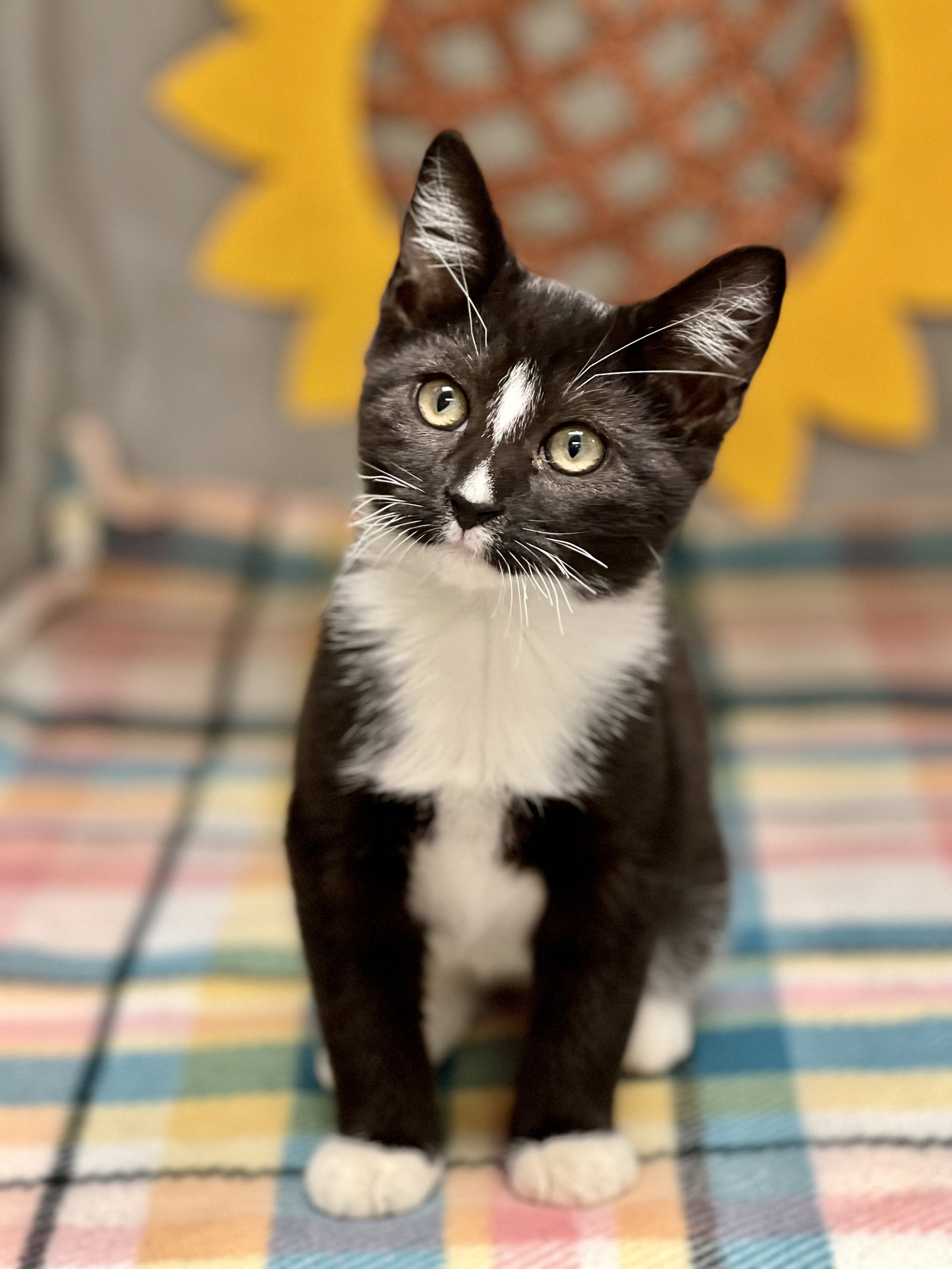 Cats for Adoption in Chelsea, New York | Alpha Paw