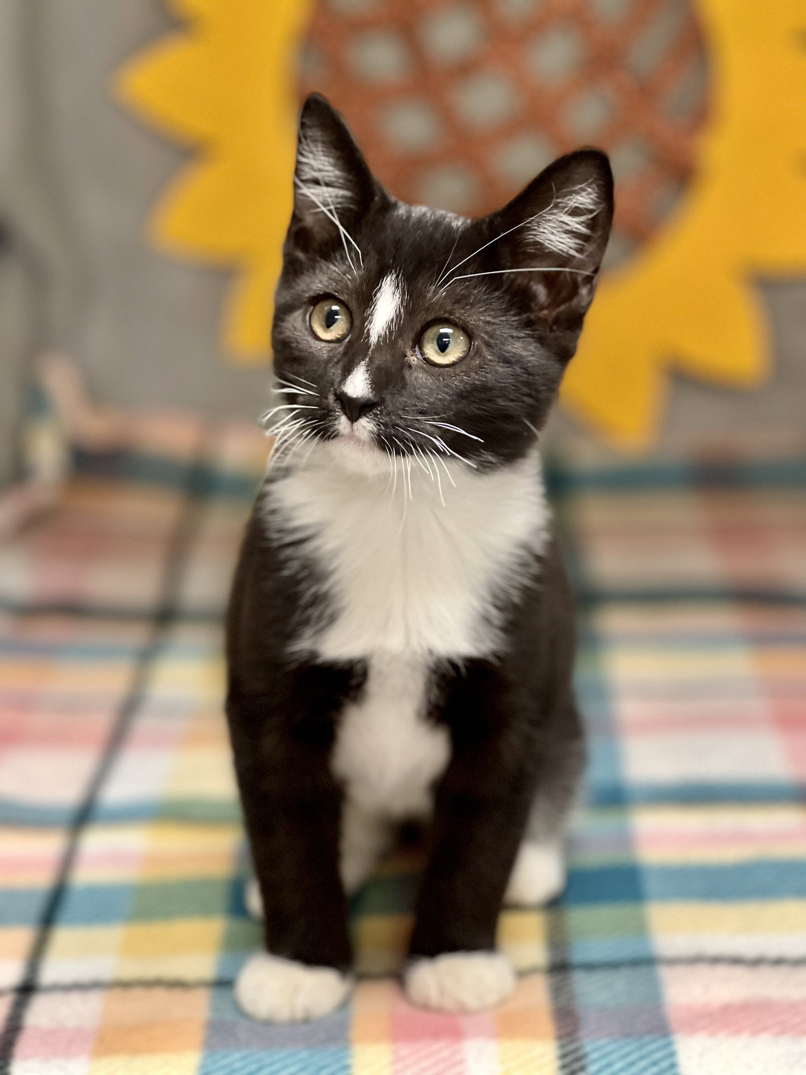 Cats for Adoption in Chelsea, New York | Alpha Paw
