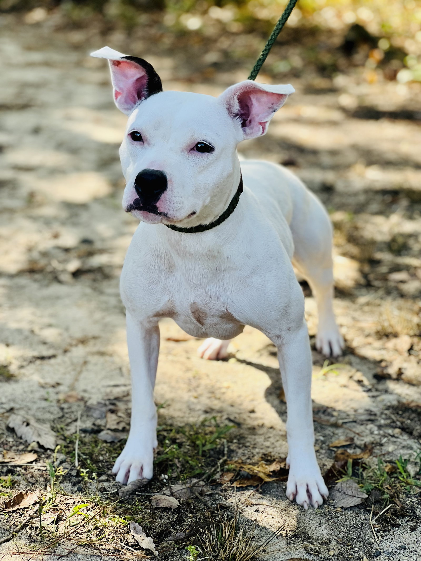 Dog for Adoption - Sierra, a Pit Bull Terrier in Staten Island, NY ...