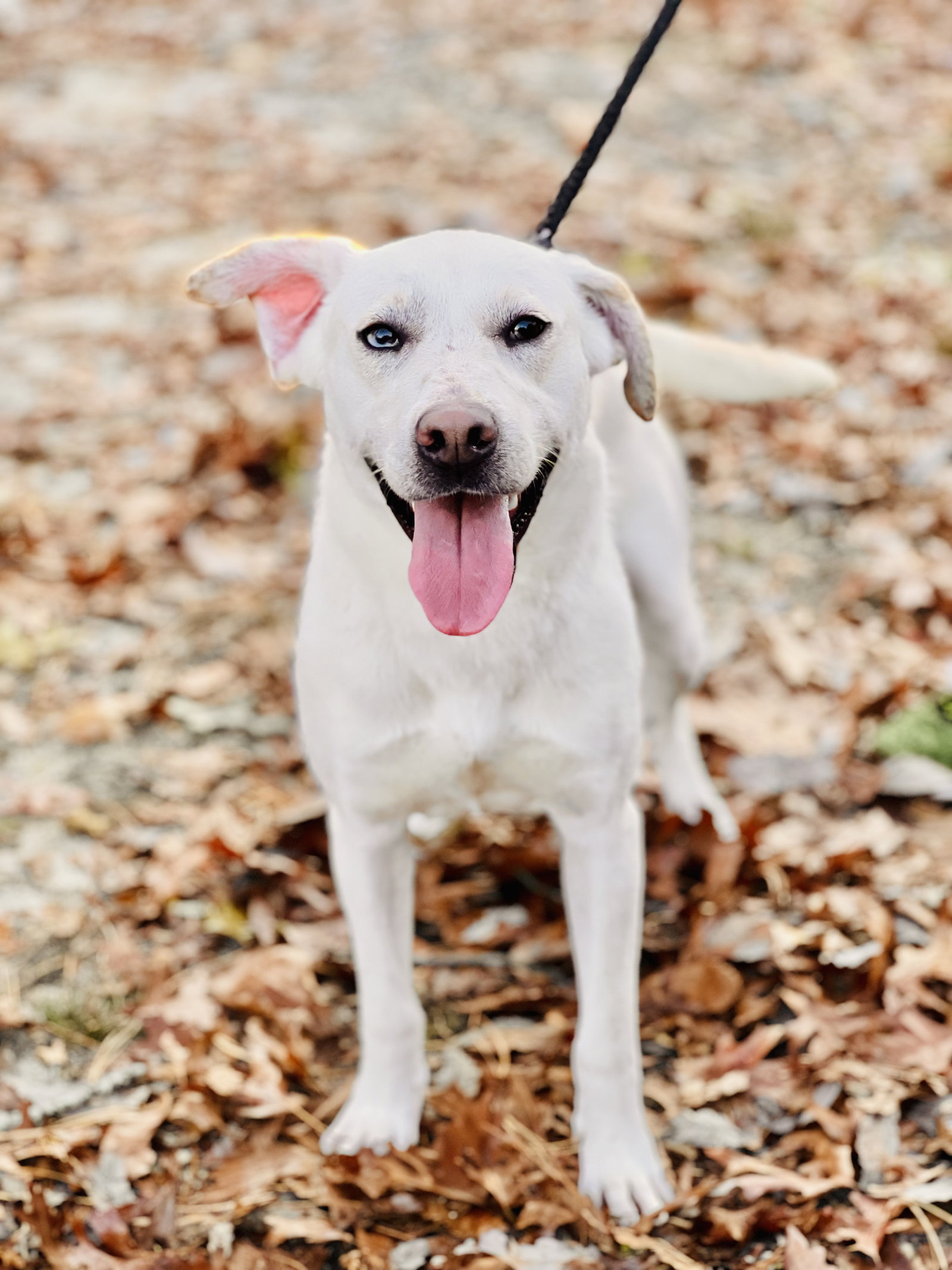 Dog for Adoption - Tabitha, a Labrador Retriever in Queens, NY | Alpha Paw