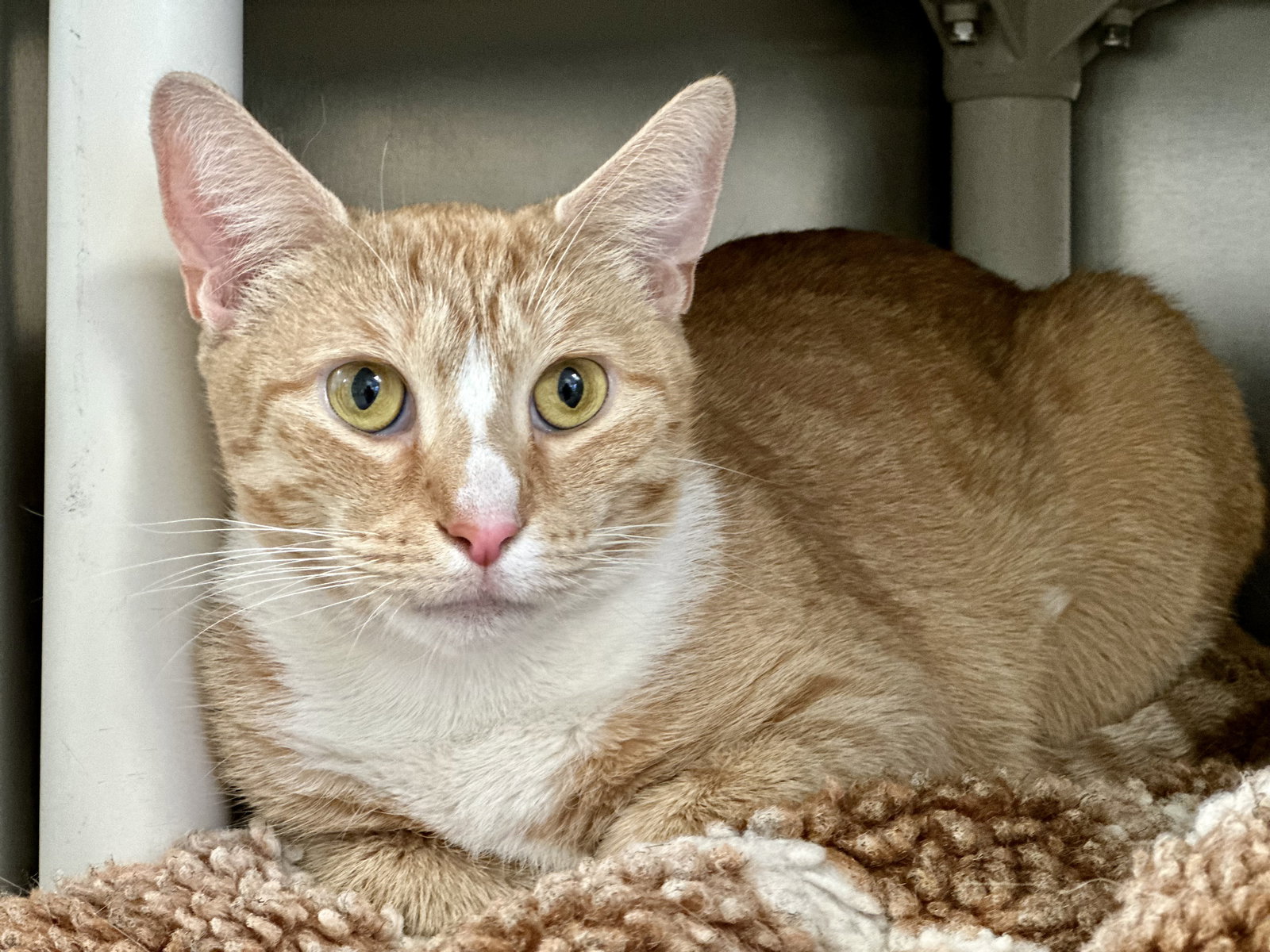 Cats for Adoption in New York City, New York | Alpha Paw