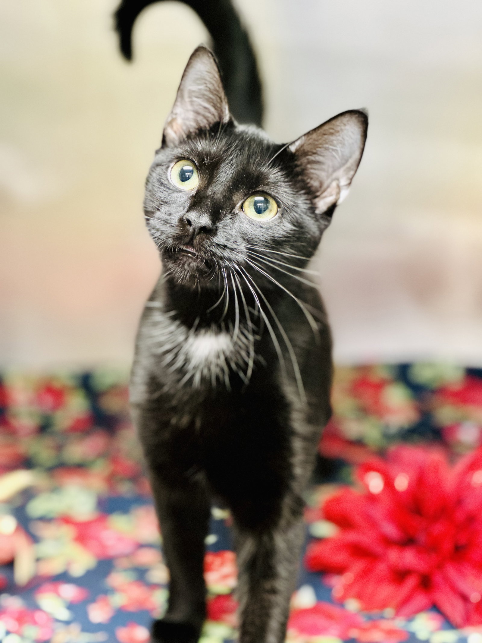 Cats for Adoption in Bordentown, New Jersey | Alpha Paw