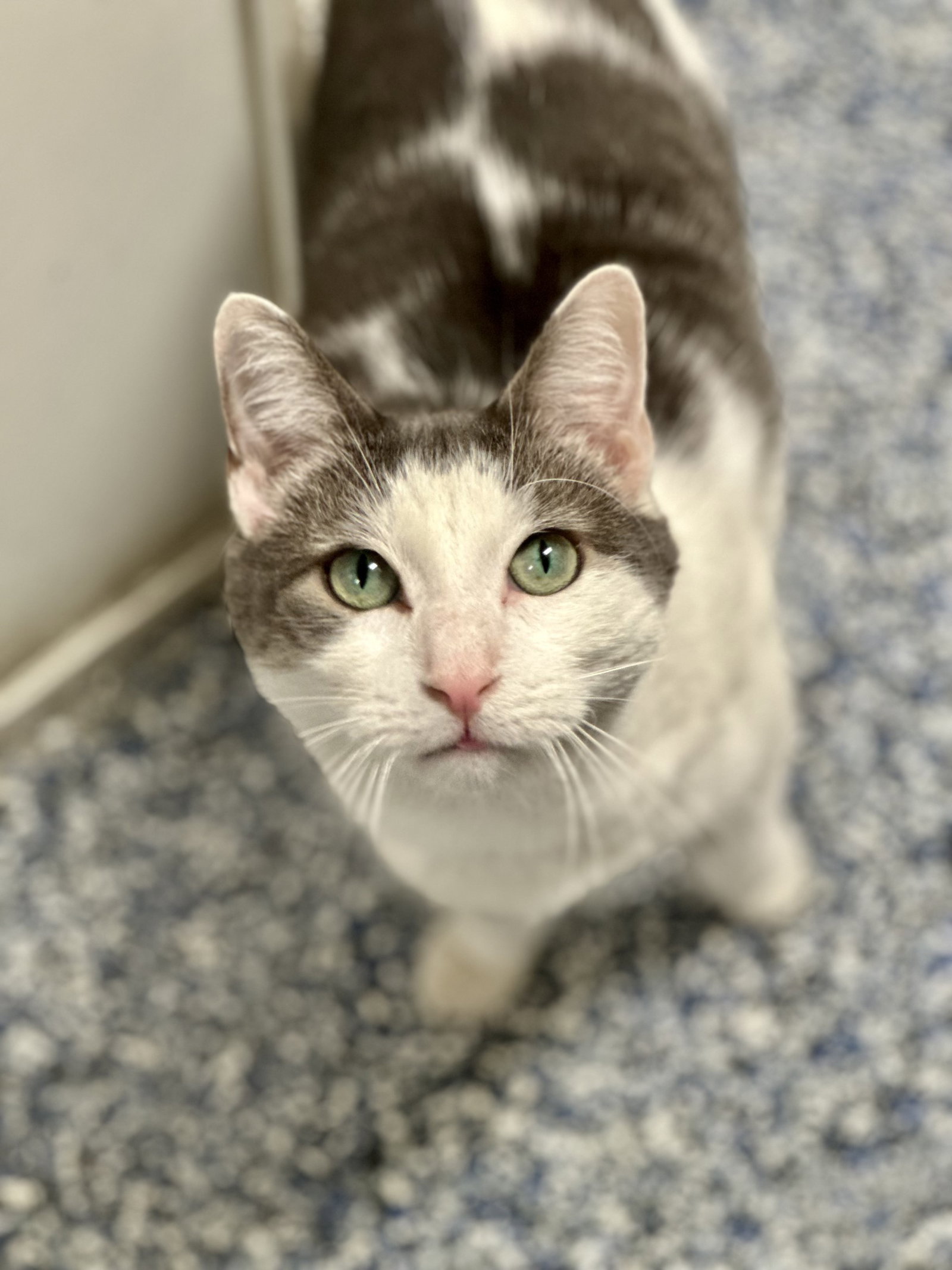 Cat adoption in Jackson, NJ 08527: Domestic Short Hair (short coat) Cat ...