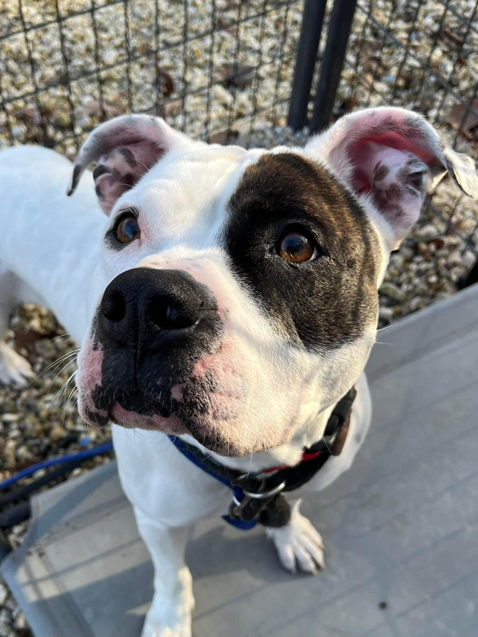 Dog for Adoption - Nova, a Pit Bull Terrier in Staten Island, NY ...