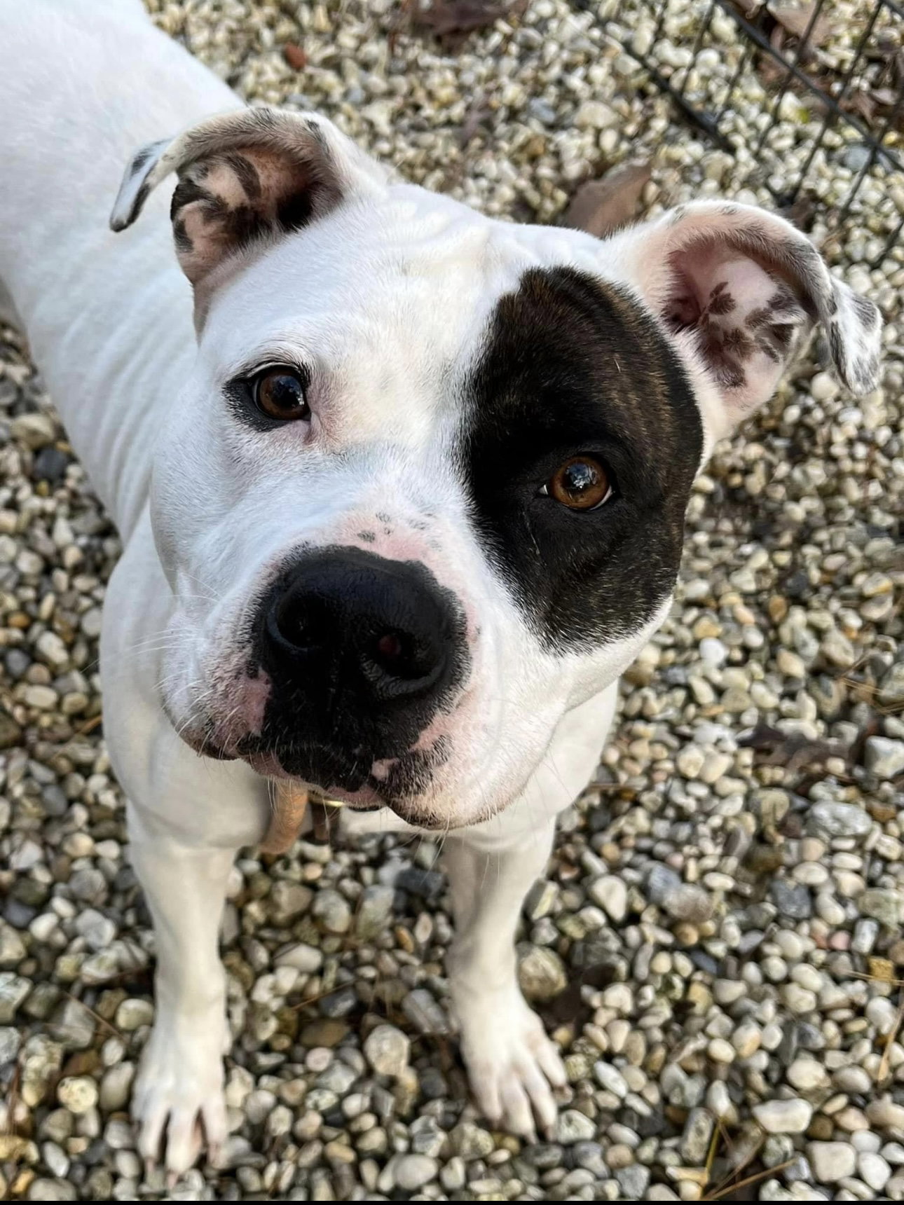 Dog for Adoption - Nova, a Pit Bull Terrier in Staten Island, NY ...