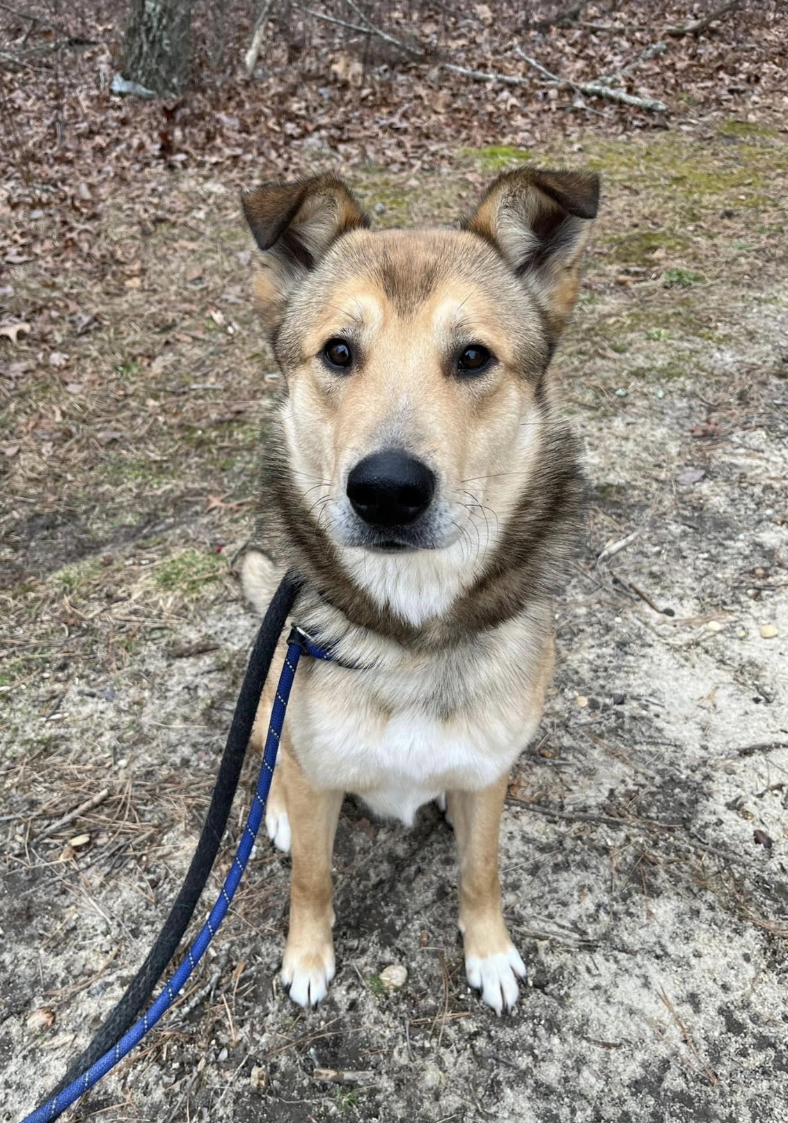 Dog for Adoption - Ollie, a Collie in Maple Shade, NJ | Alpha Paw