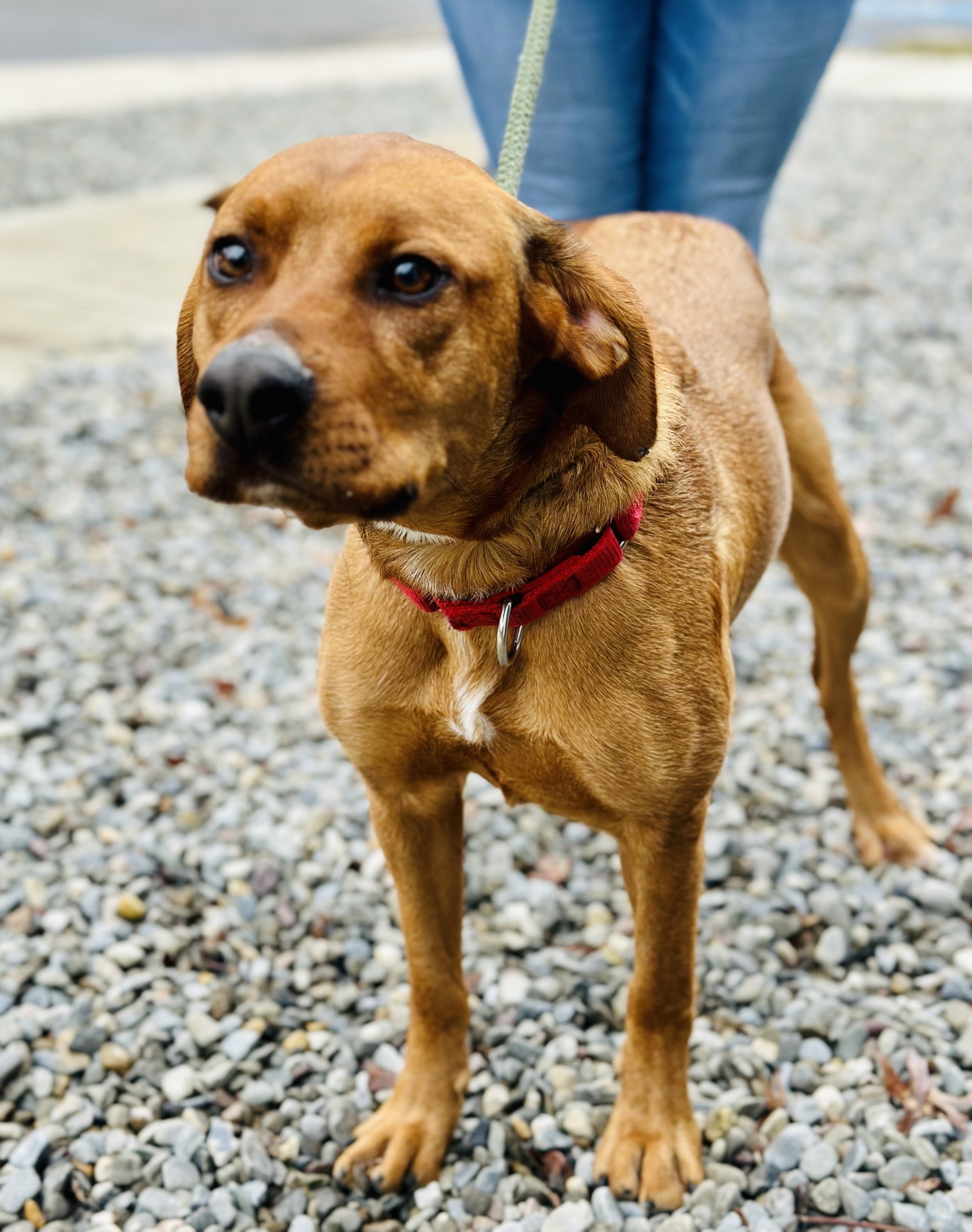 Dog for Adoption - Marley, a Labrador Retriever in Cypress Hills, NY ...
