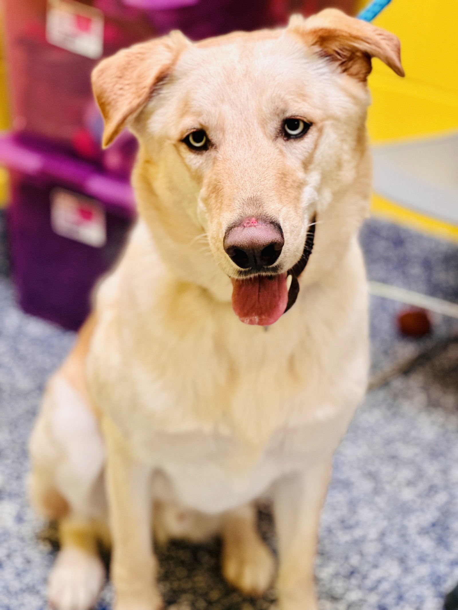 Dog for Adoption - Asus, a Husky in Atlantic County, NJ | Alpha Paw