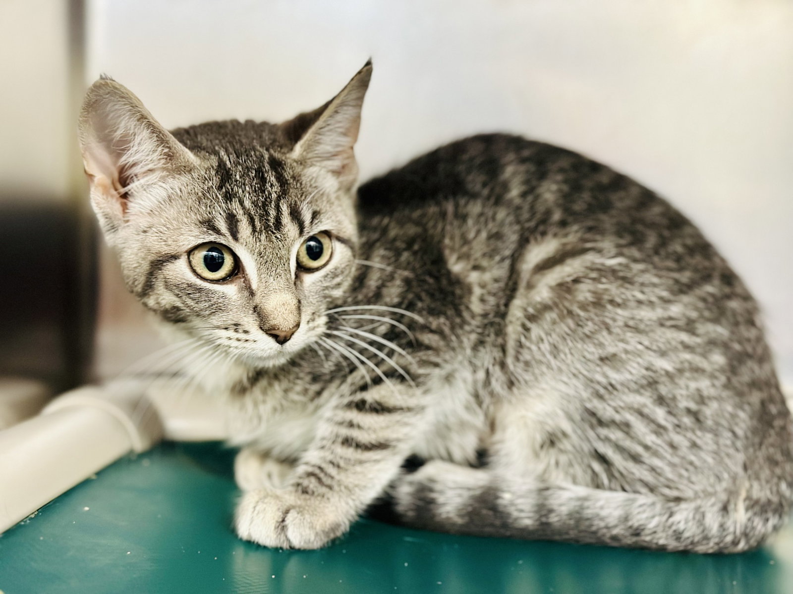 Cats for Adoption in Queens, New York | Alpha Paw