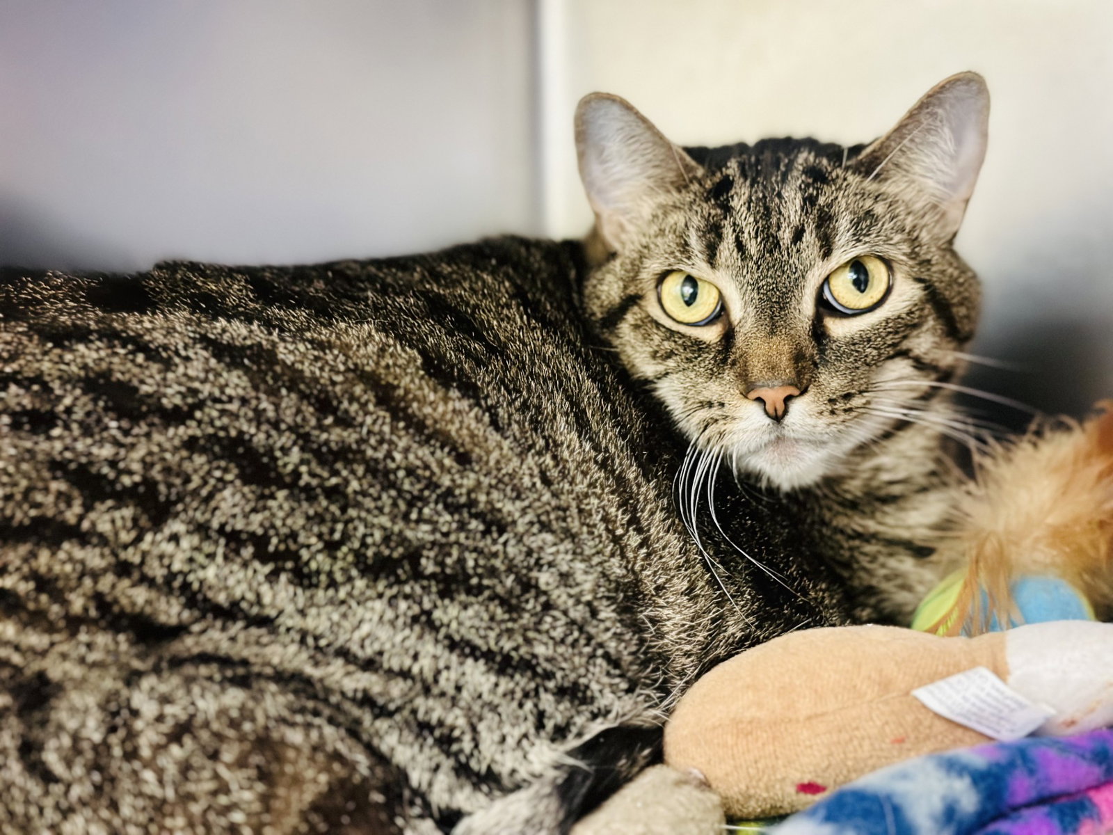 Cats for Adoption in Staten Island, New York | Alpha Paw