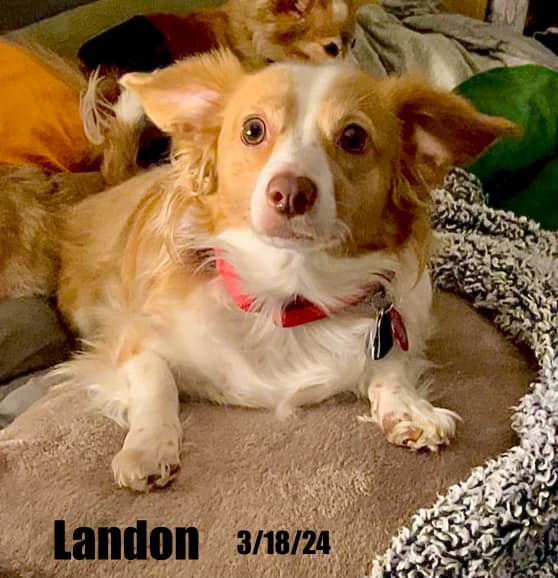 Landon's Web Page