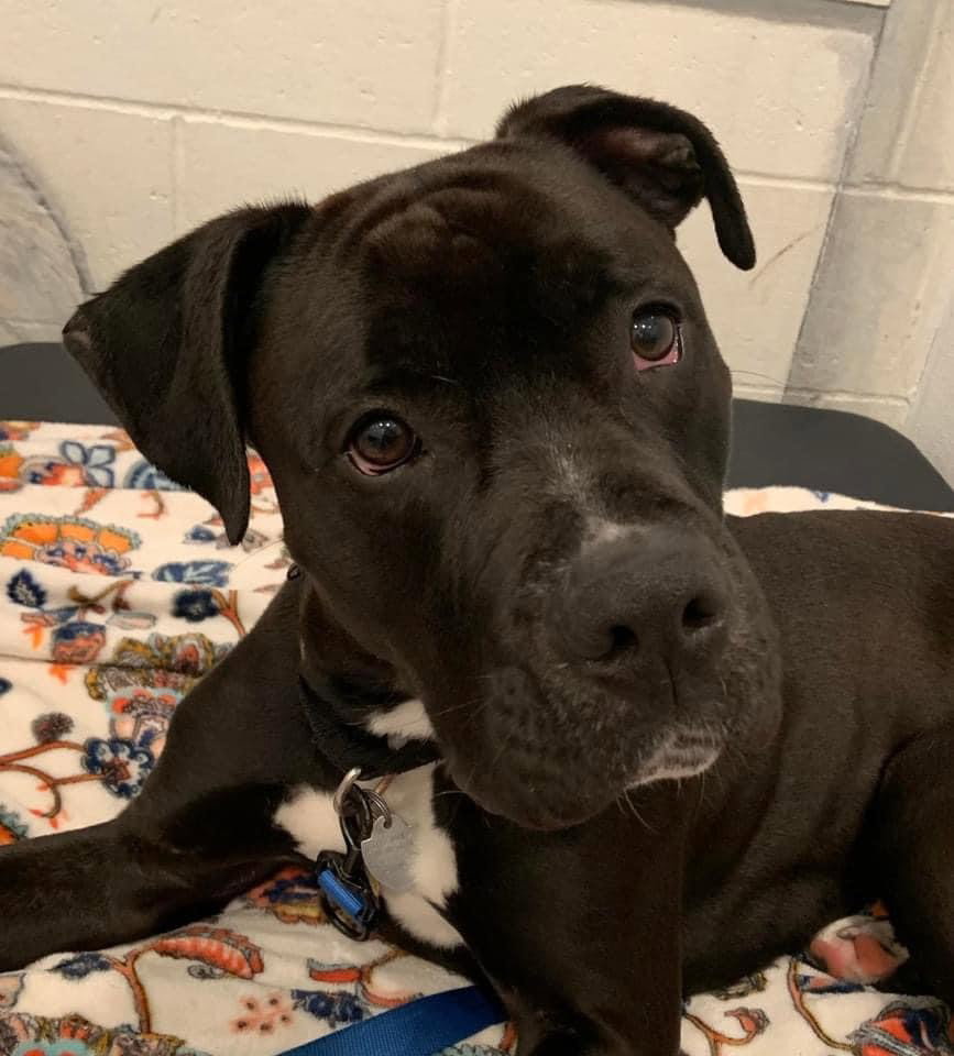 Dog for Adoption - Oreo, a Boxer in Point Pleasant, NJ | Alpha Paw