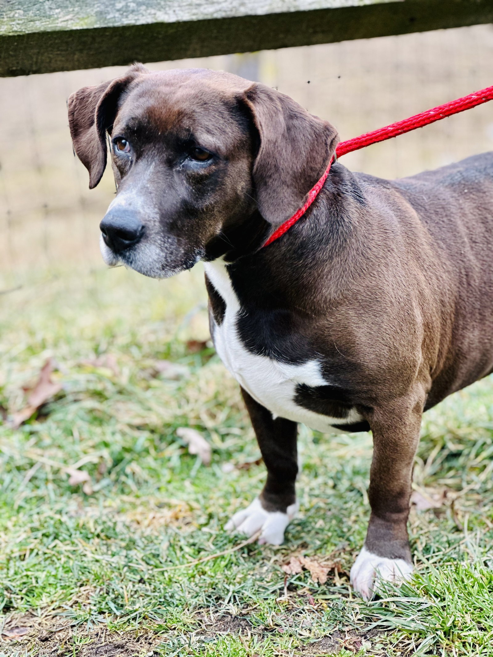 Dog for Adoption - Cora, a Hound in Princeton, NJ | Alpha Paw