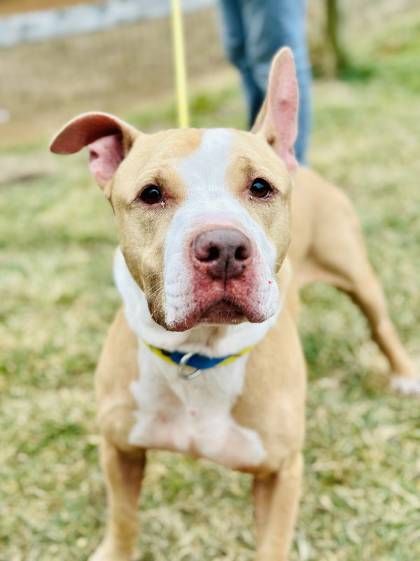 Southern Ocean County Animal Facility Pets