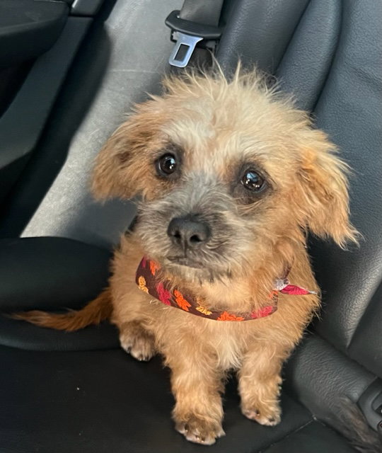 Dog for Adoption - Turkey, a Poodle (Miniature) in Wickenburg, AZ ...