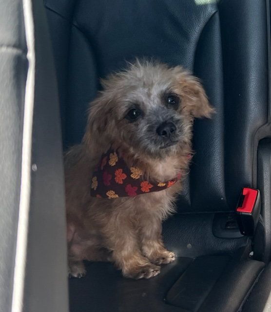 Dog for Adoption - Turkey, a Poodle (Miniature) in Wickenburg, AZ ...