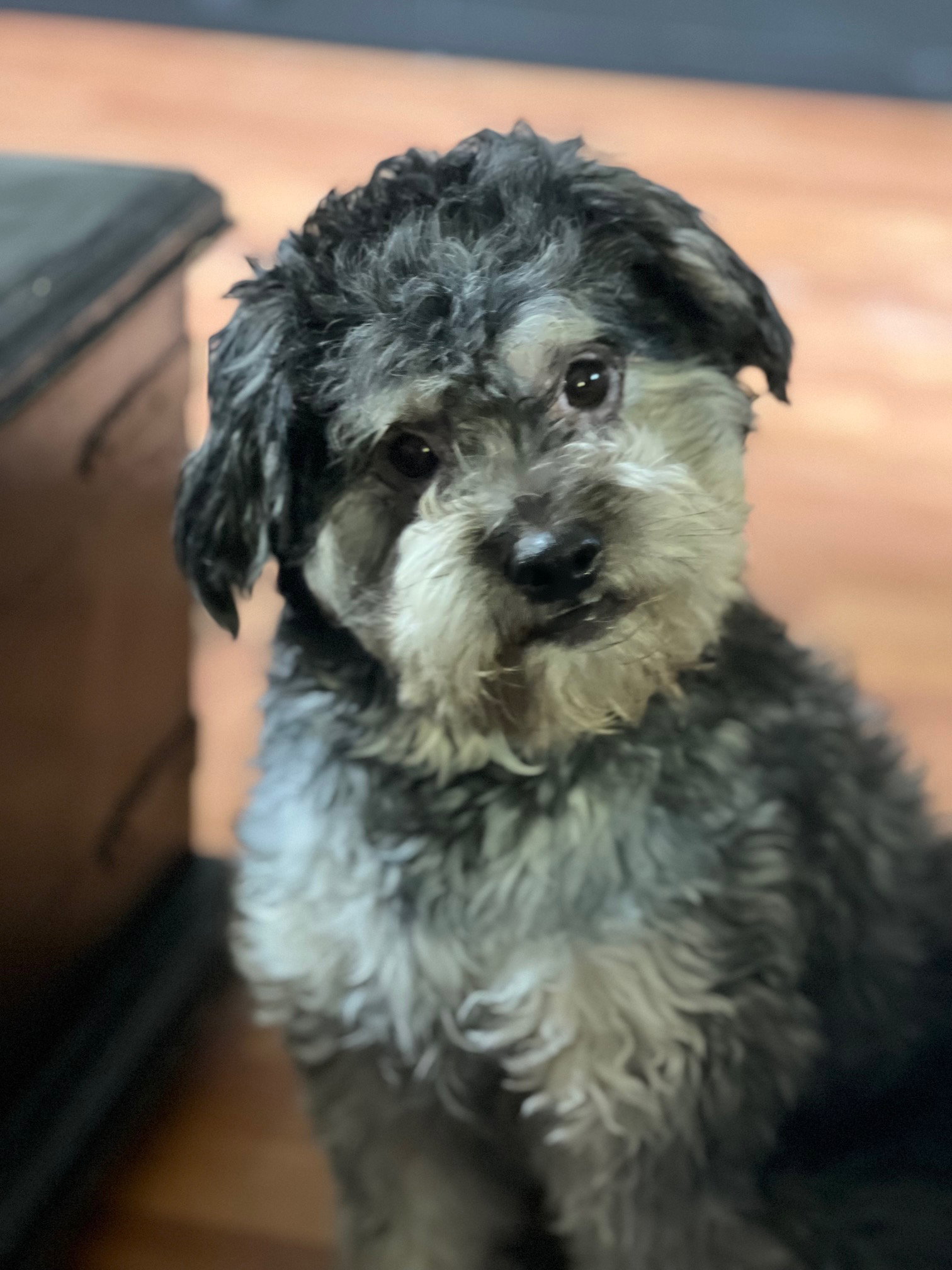 Dog for Adoption - Bentley, a Havanese in Wickenburg, AZ | Alpha Paw