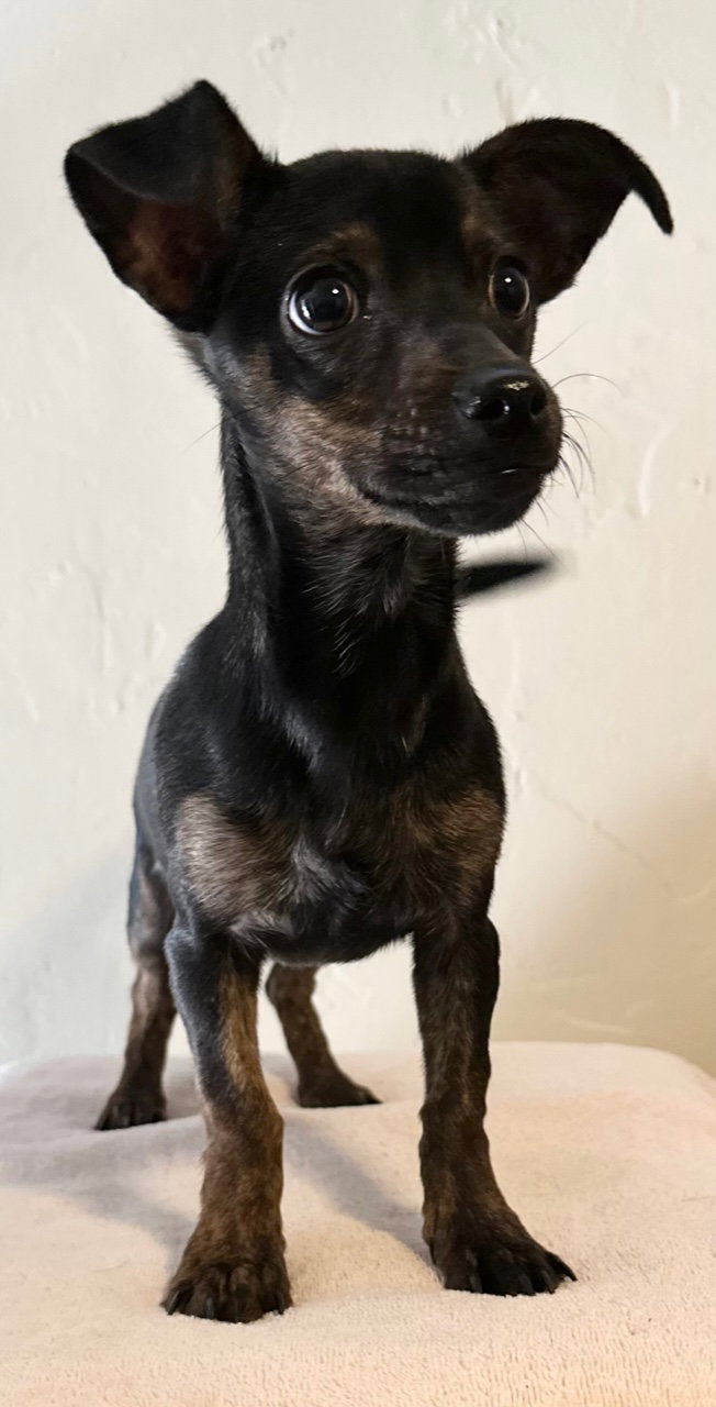 Dog for Adoption - Declan, a Miniature Pinscher in Wickenburg, AZ ...