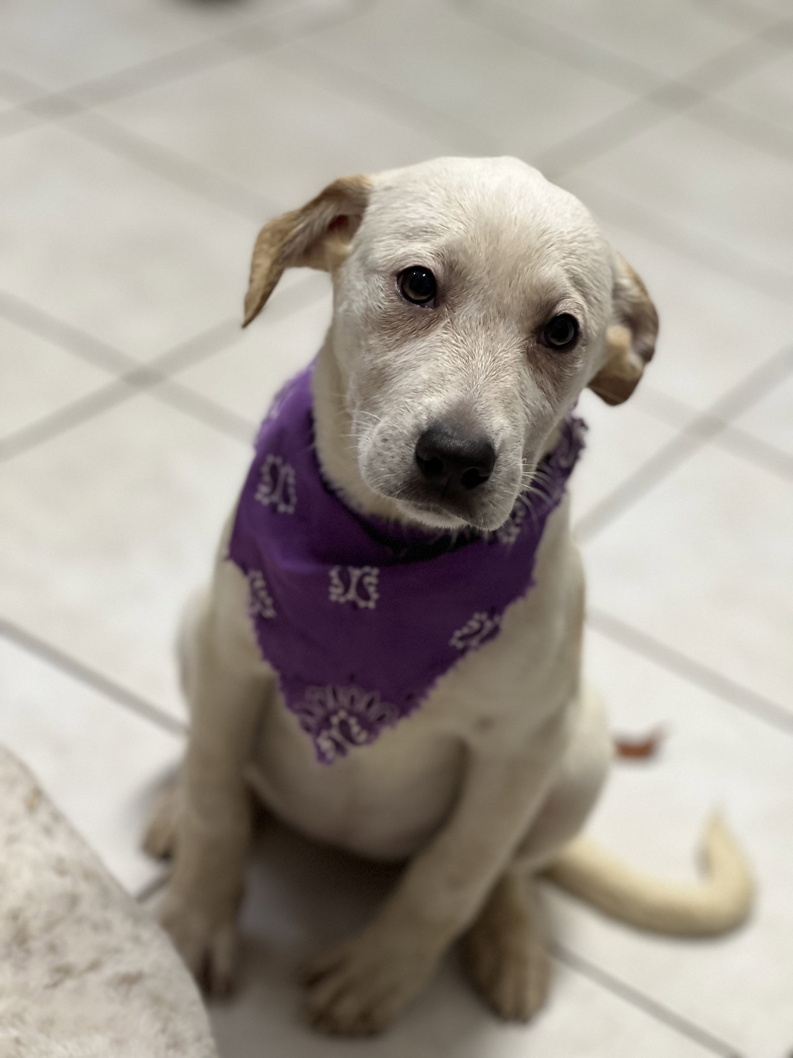 Dog for Adoption - Indigo, a Labrador Retriever in Surprise, AZ | Alpha Paw