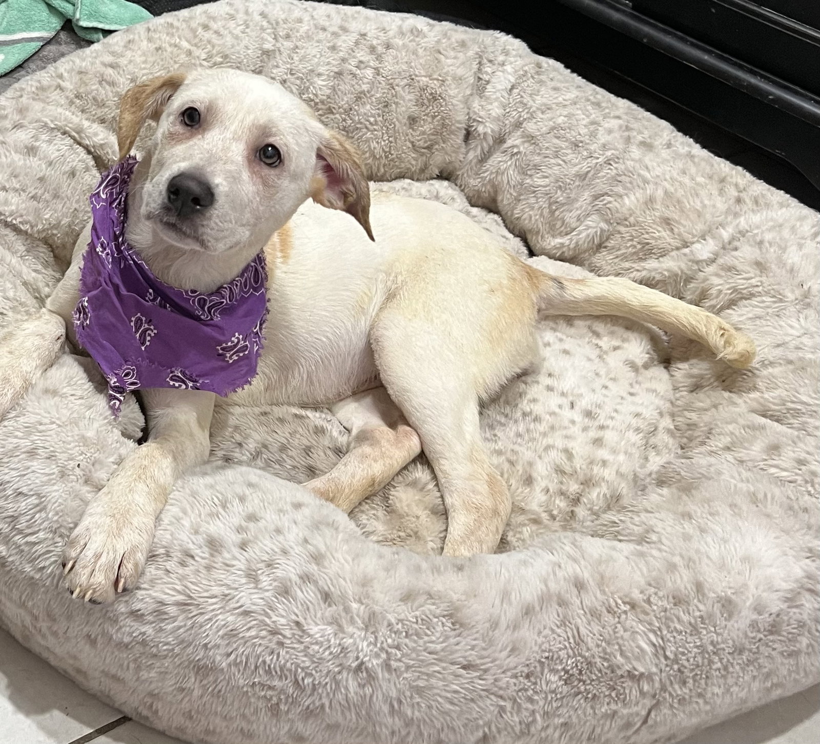 Dog for Adoption - Indigo, a Labrador Retriever in Surprise, AZ | Alpha Paw