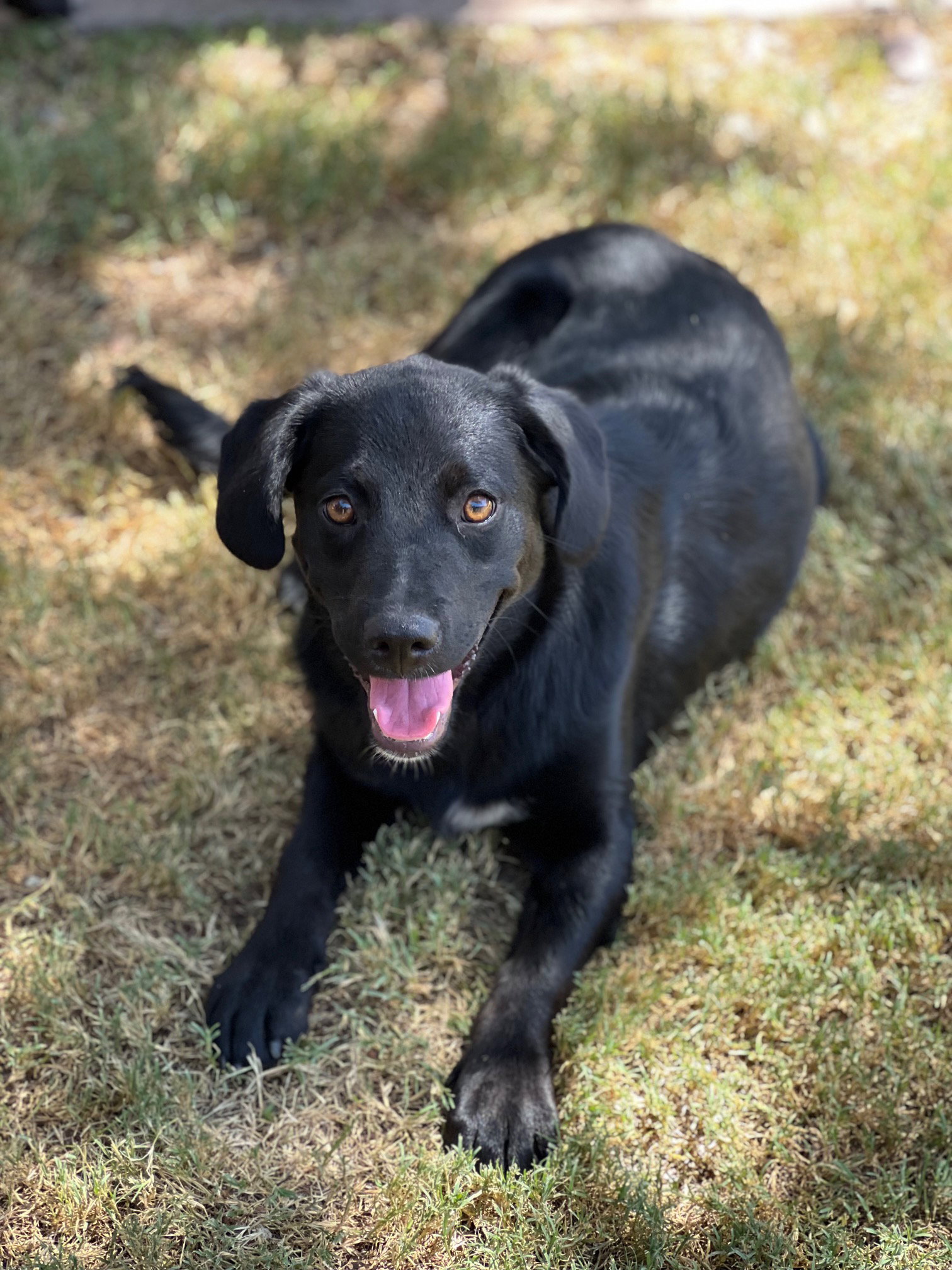Dog for Adoption - Kinsley, a Labrador Retriever in Sun City West, AZ ...