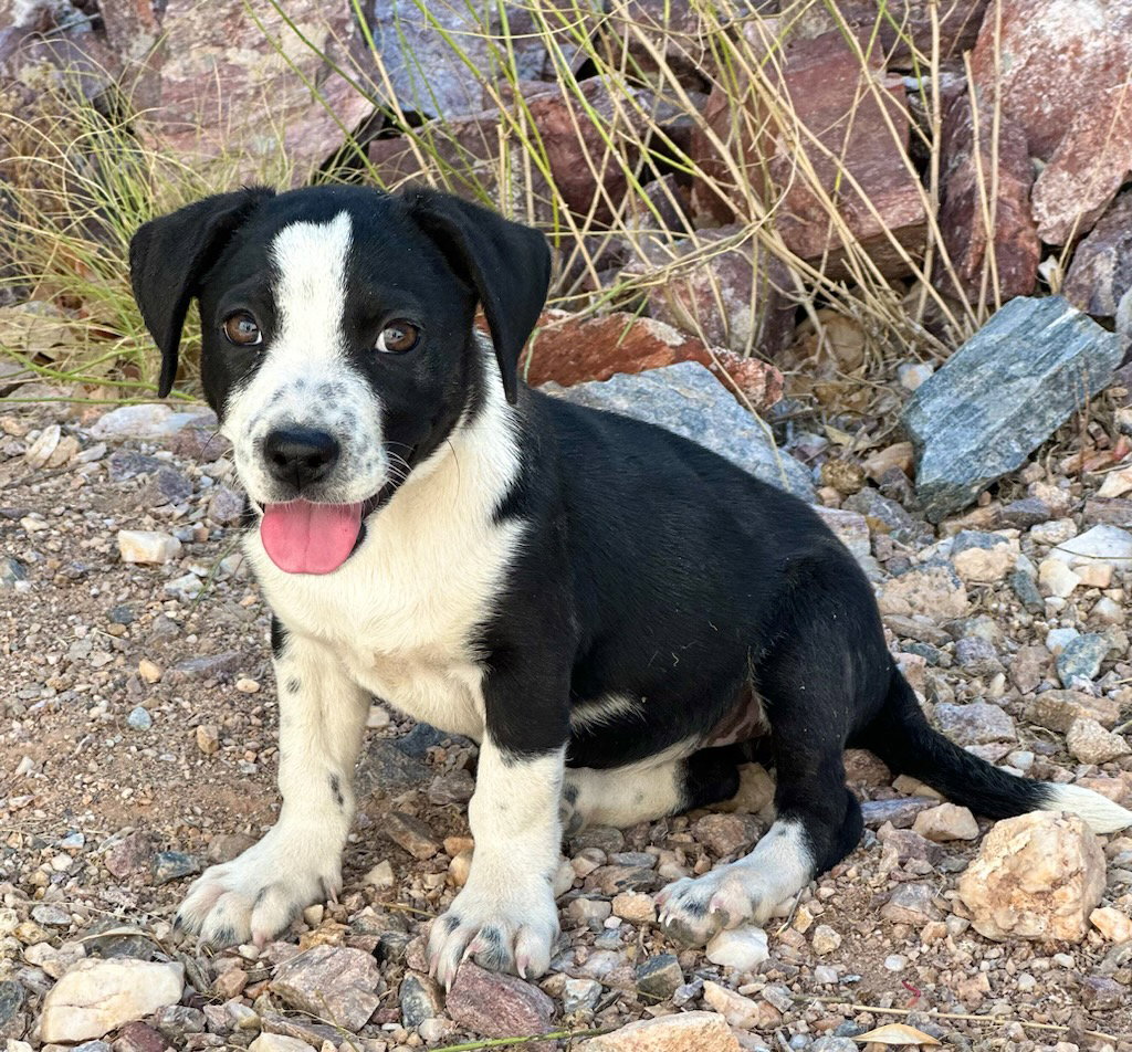 Dog for Adoption - Tatum, a Beagle in Surprise, AZ | Alpha Paw