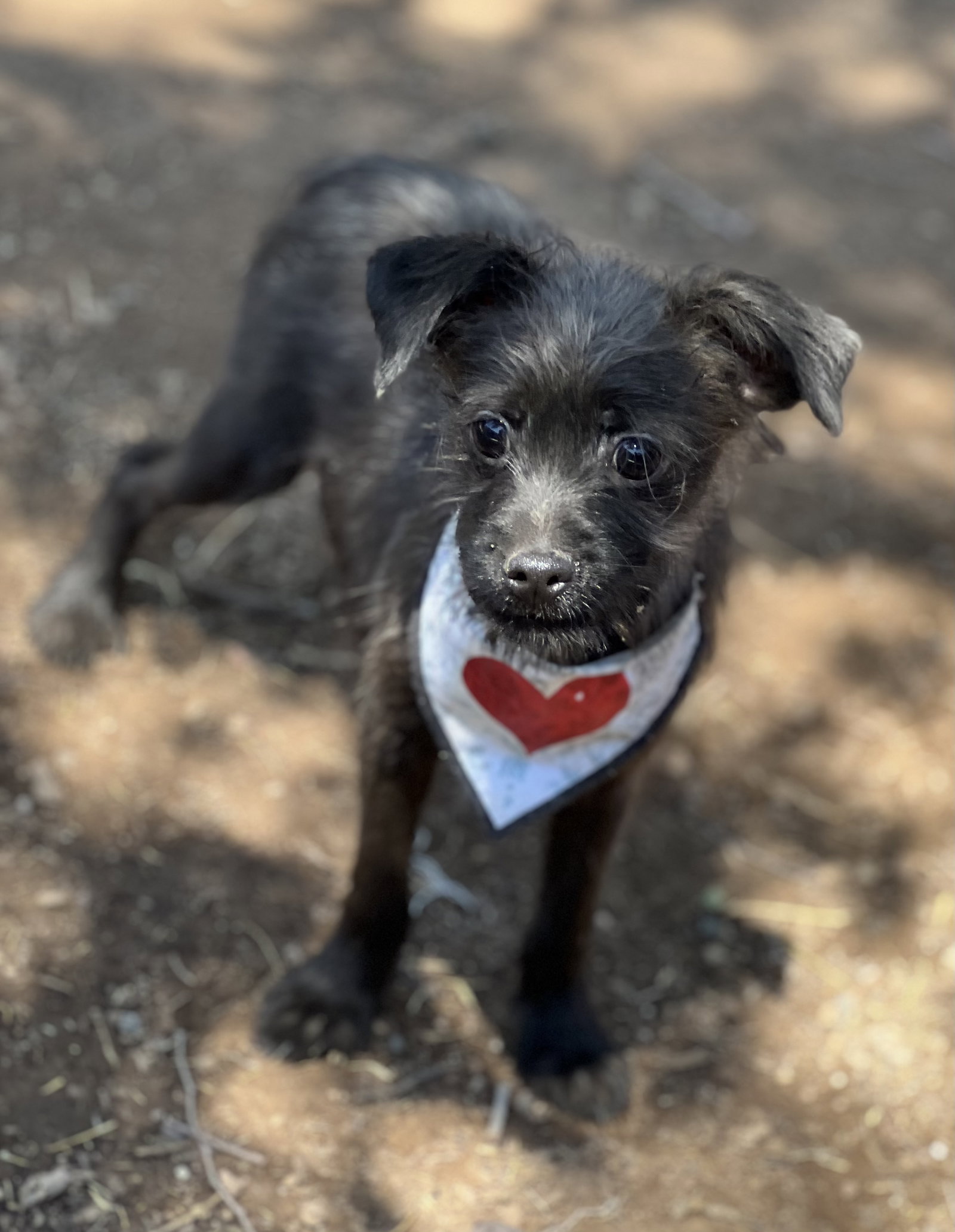 Dog for Adoption - Holden, a Scottish Terrier Scottie in Chandler, AZ ...