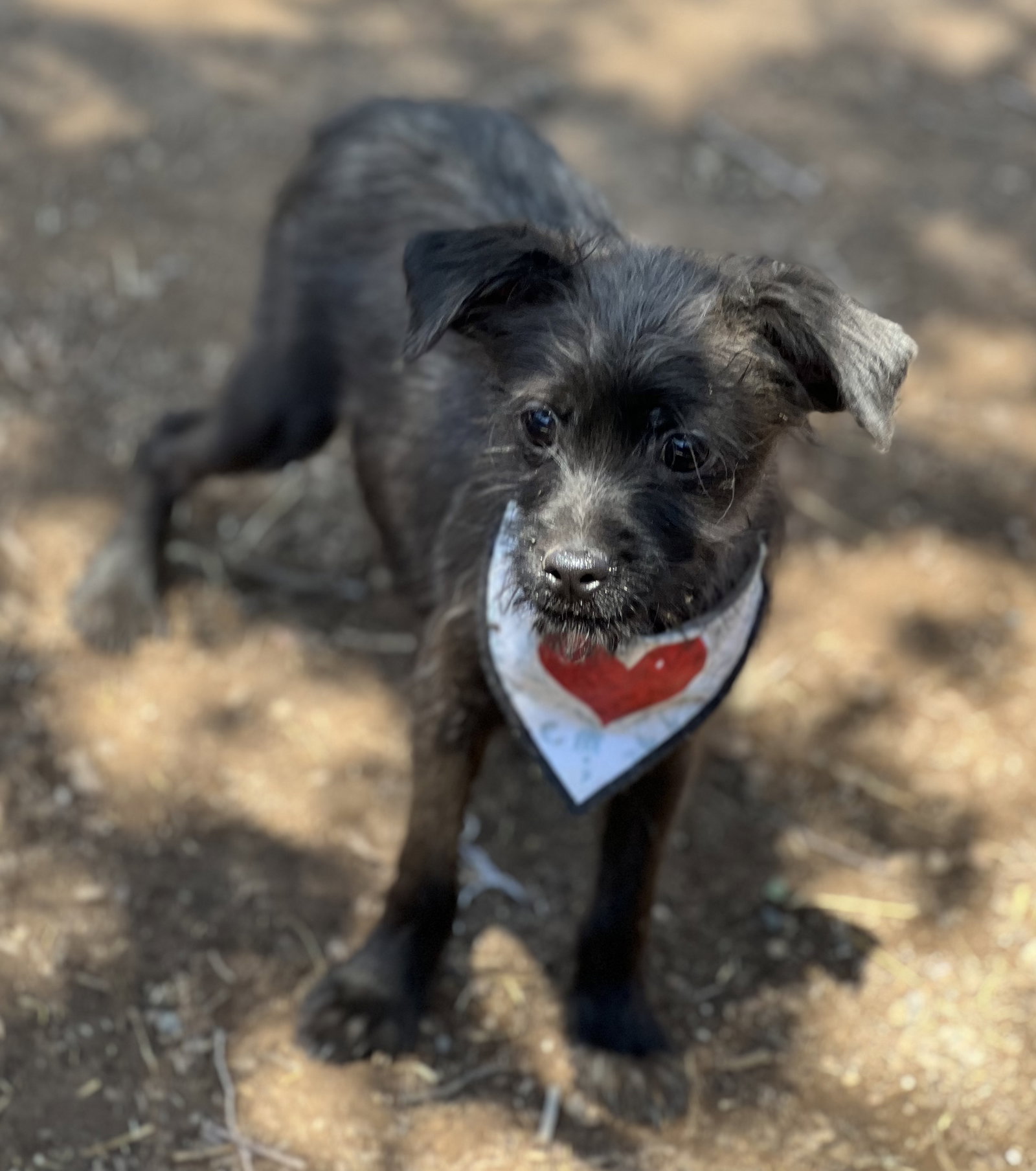 Dog for Adoption - Holden, a Scottish Terrier Scottie in Chandler, AZ ...