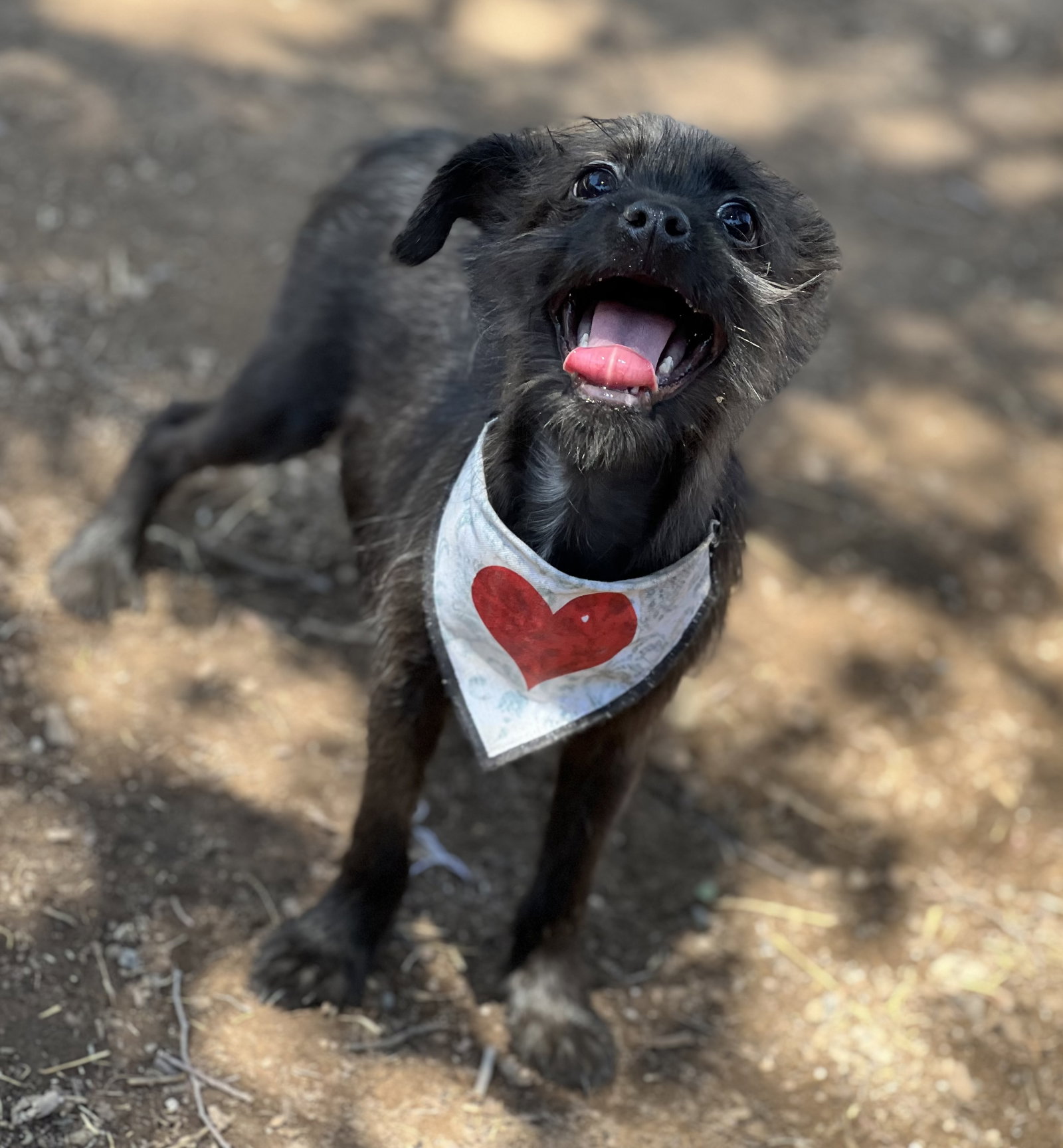 Dog for Adoption - Holden, a Scottish Terrier Scottie in Chandler, AZ ...