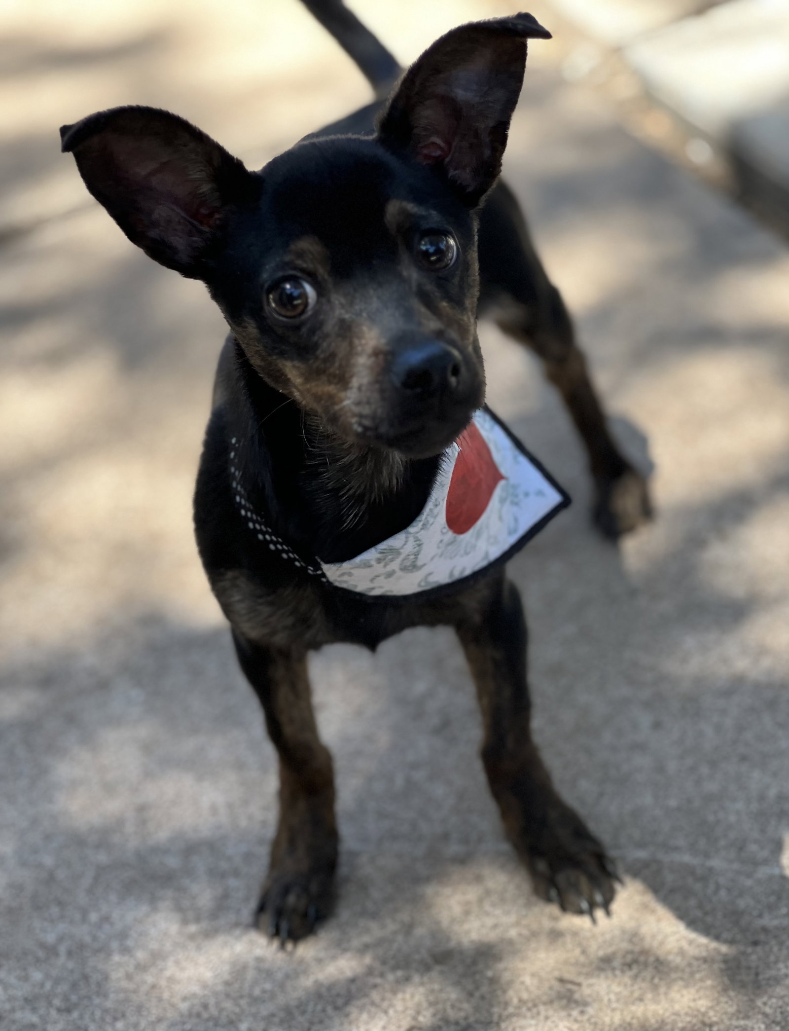 Dog for Adoption - Declan, a Rat Terrier in Chandler, AZ | Alpha Paw