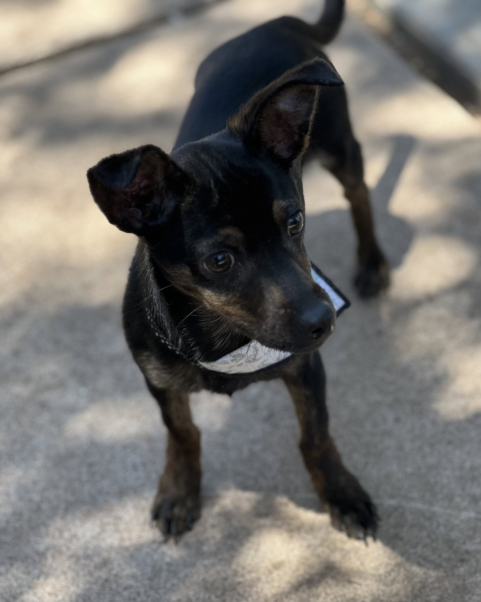 Dog for Adoption - Declan, a Rat Terrier in Chandler, AZ | Alpha Paw