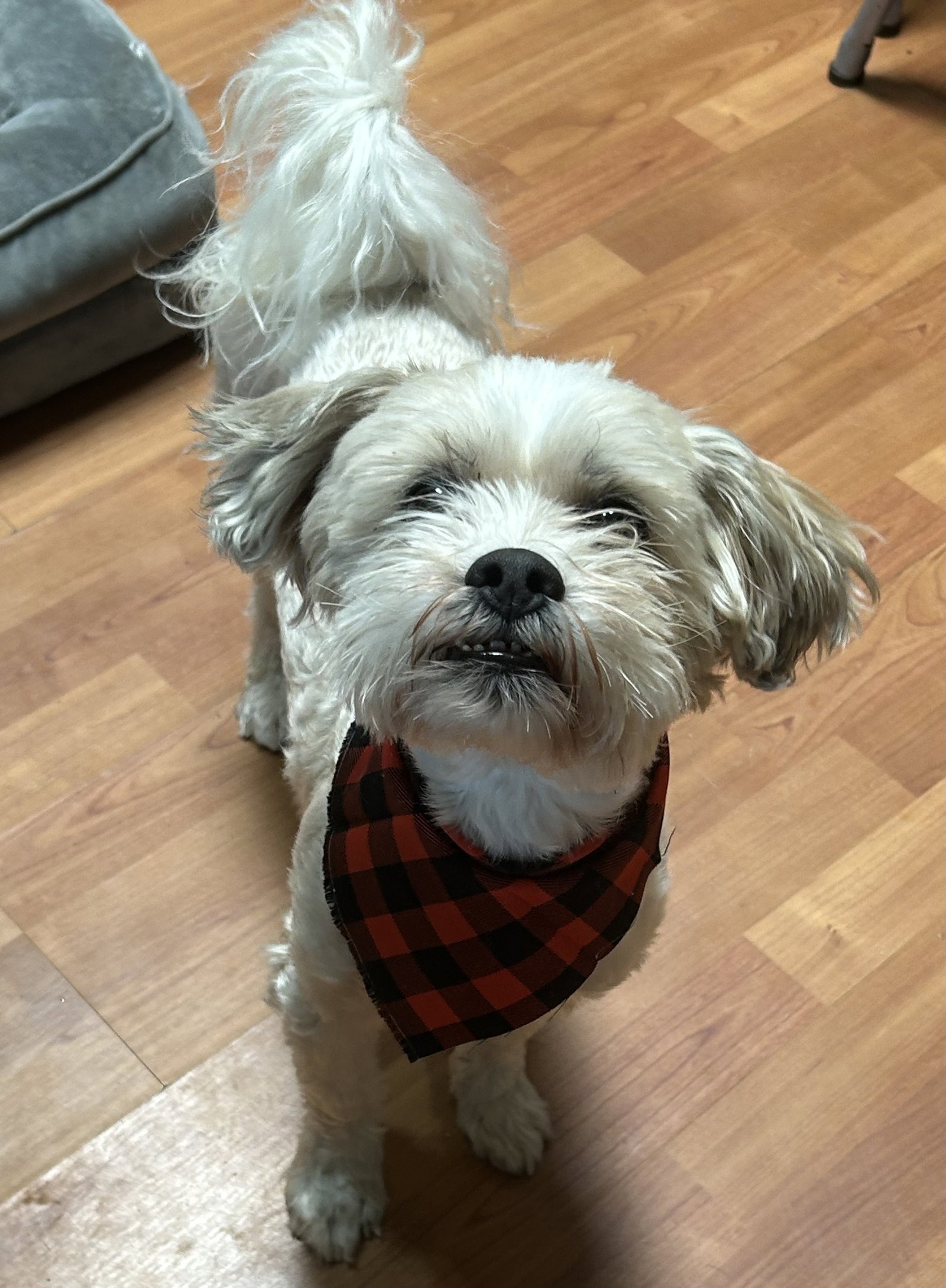 Dog for Adoption - Pico, a Lhasa Apso in Glendale, AZ | Alpha Paw