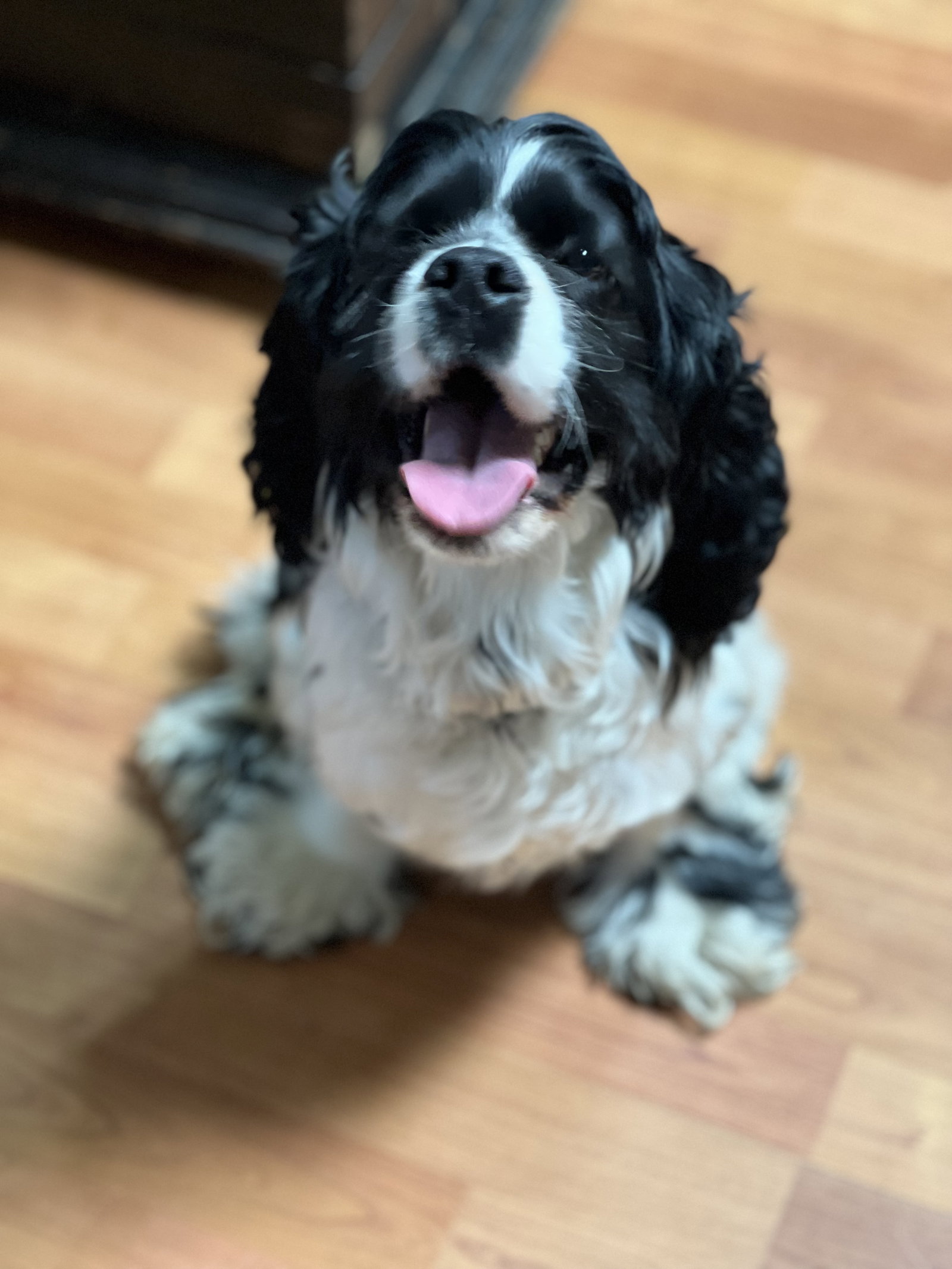 Dog for Adoption - Luna/Carla, a Cocker Spaniel in Black Canyon City ...