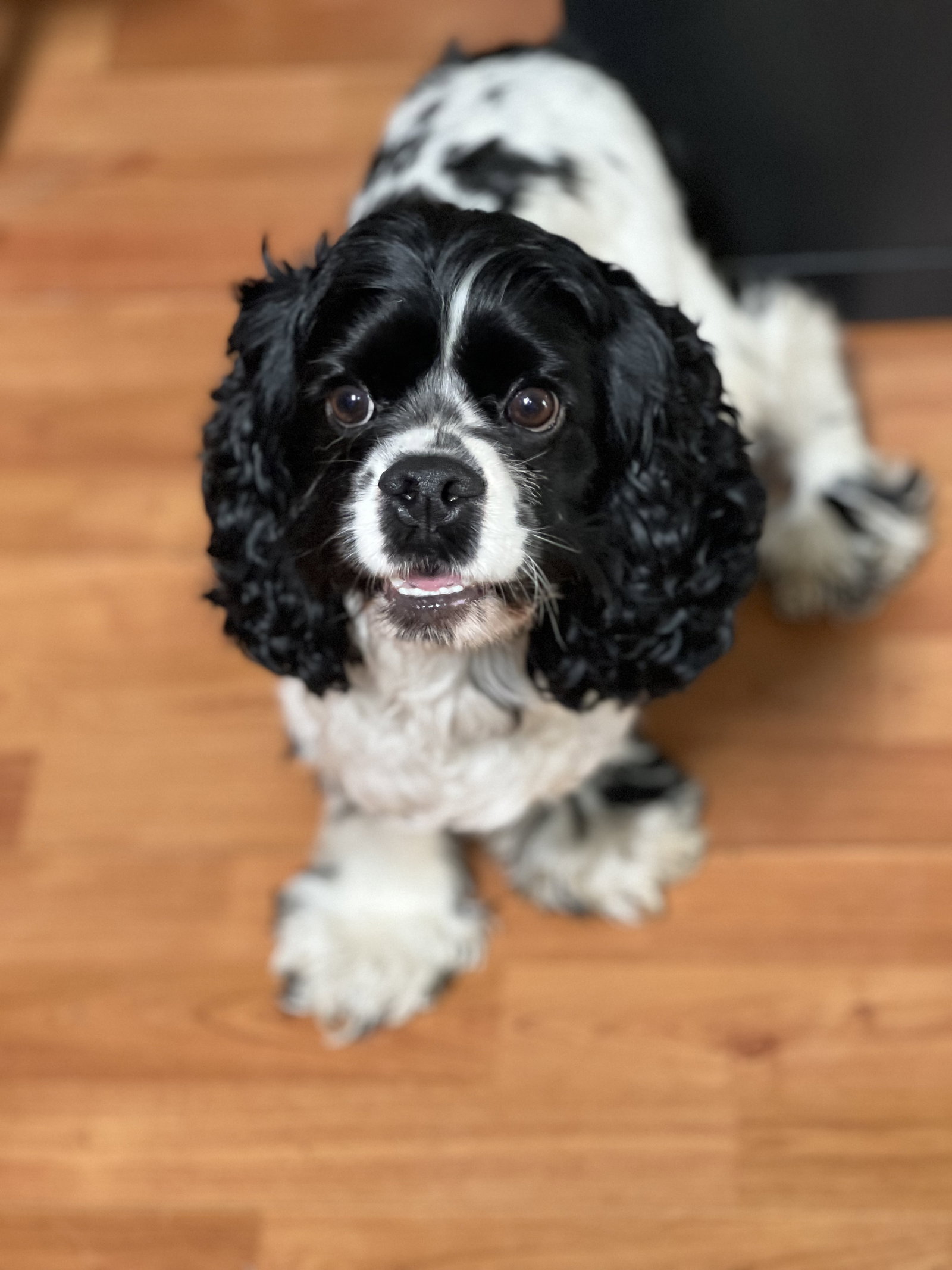 Dog for Adoption - Luna/Carla, a Cocker Spaniel in Gold Canyon, AZ ...