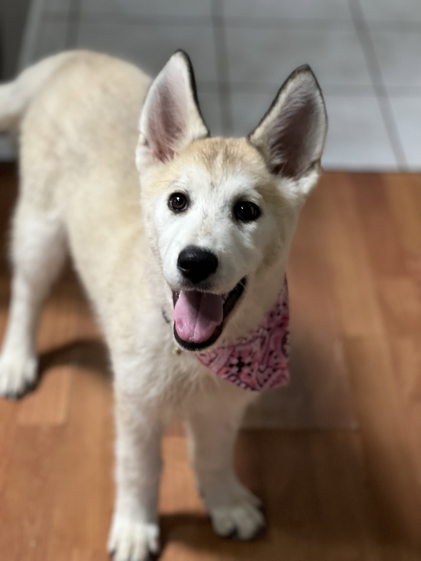 Dog for Adoption - Winter, a Siberian Husky in Surprise, AZ | Alpha Paw