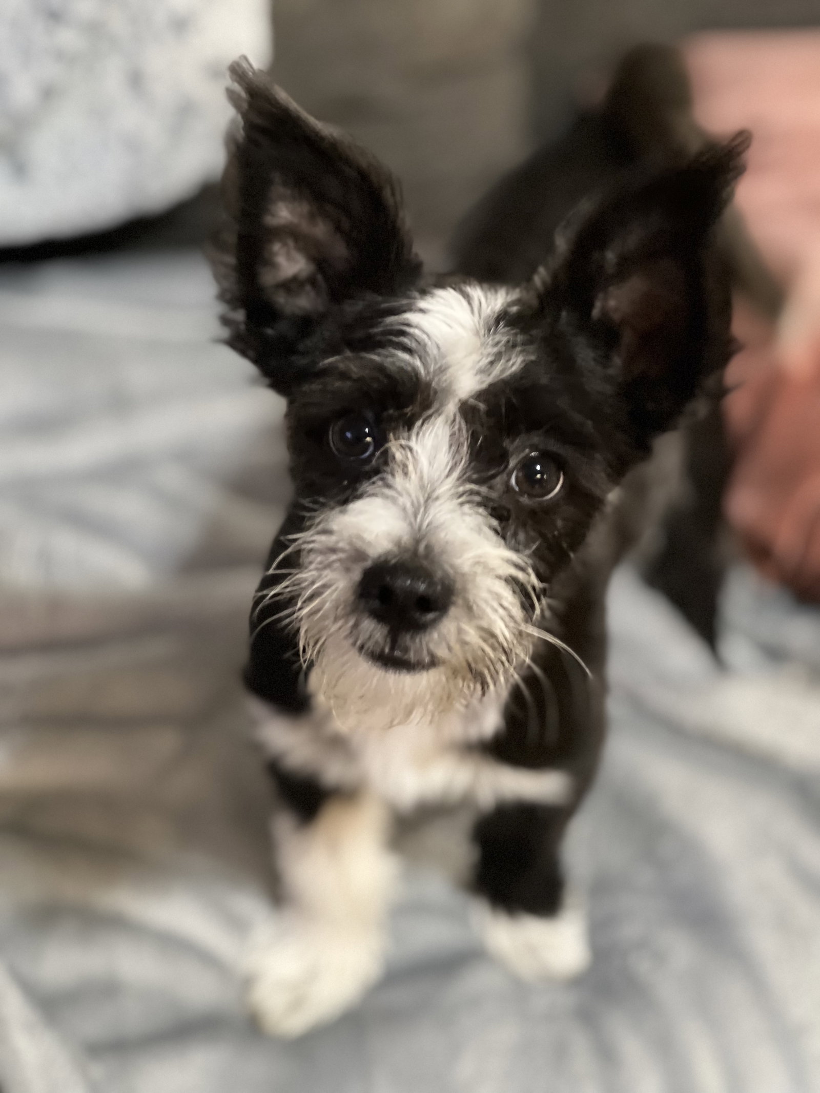 Dog for Adoption - Scruffles, a Scottish Terrier Scottie in Black ...
