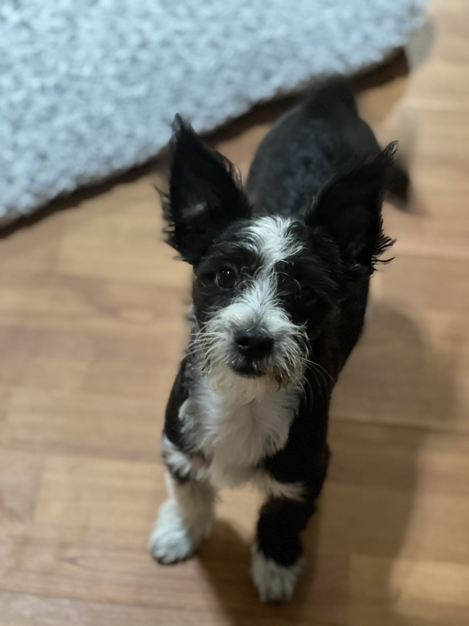 Dog for Adoption - Scruffles, a Scottish Terrier Scottie in Black ...