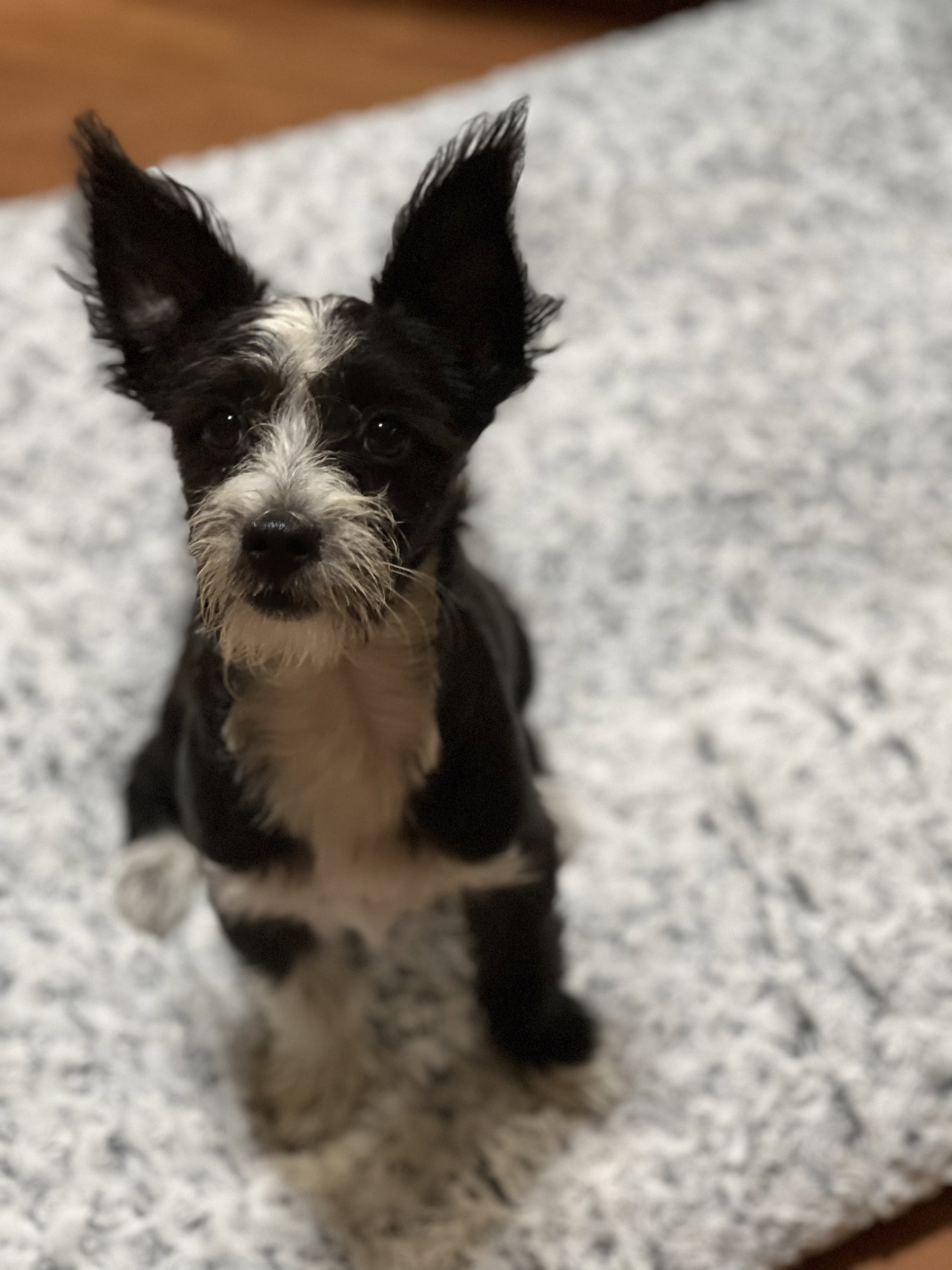 Dog for Adoption - Scruffles, a Scottish Terrier Scottie in Black ...