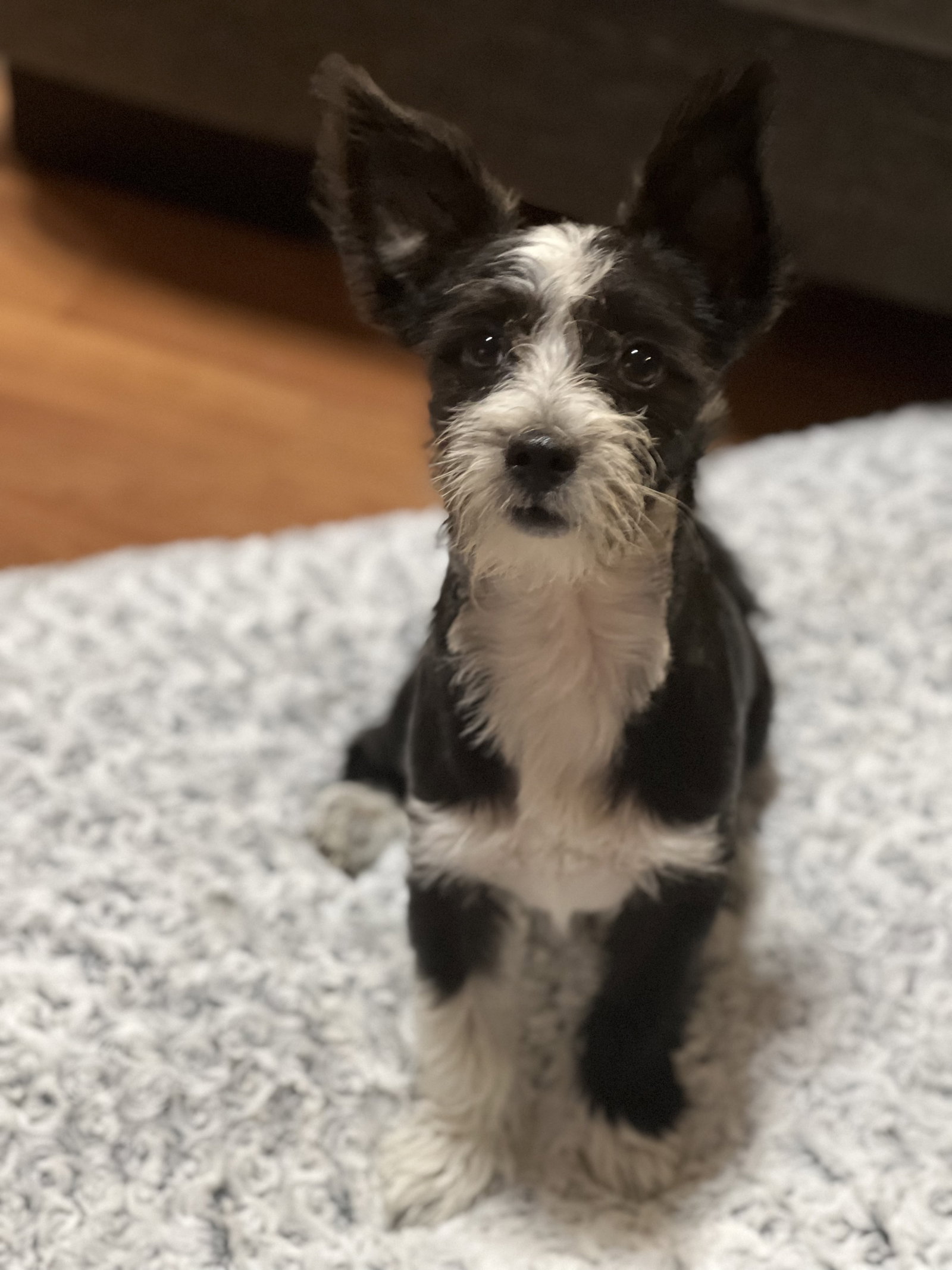 Dog for Adoption - Scruffles, a Scottish Terrier Scottie in Black ...
