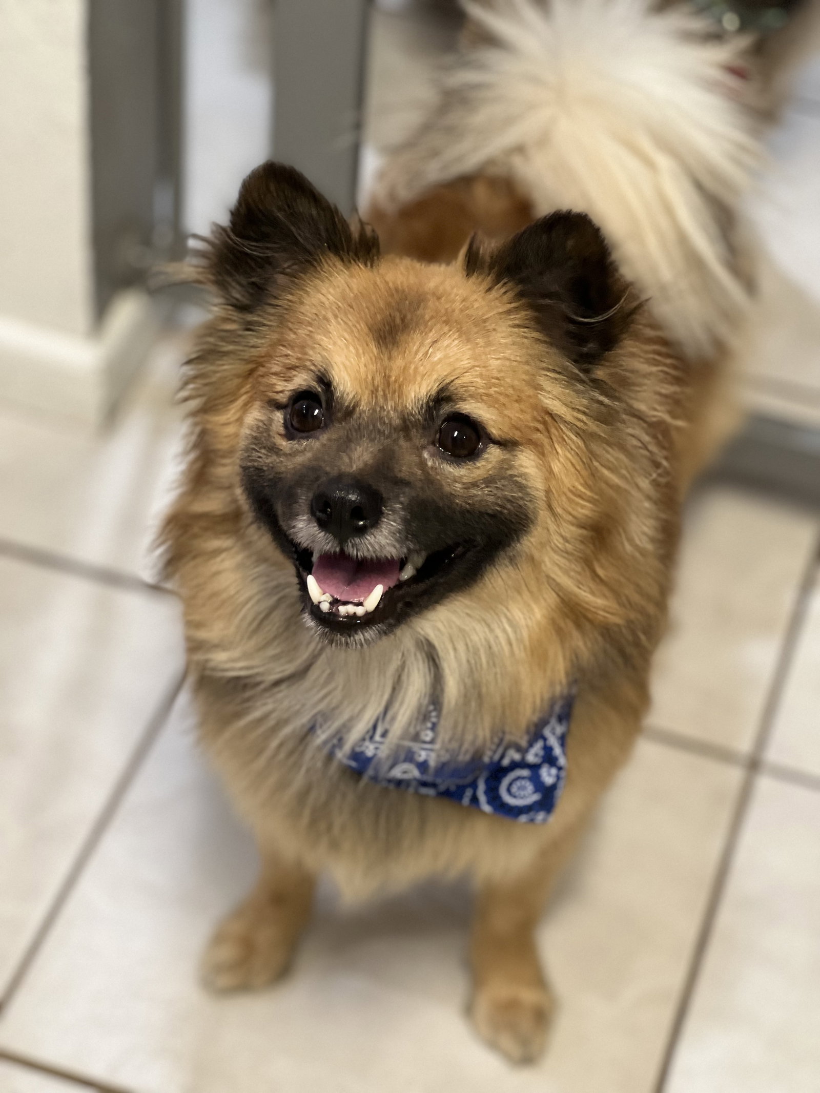 Dog for Adoption - Redd, a Pomeranian in Carefree, AZ | Alpha Paw
