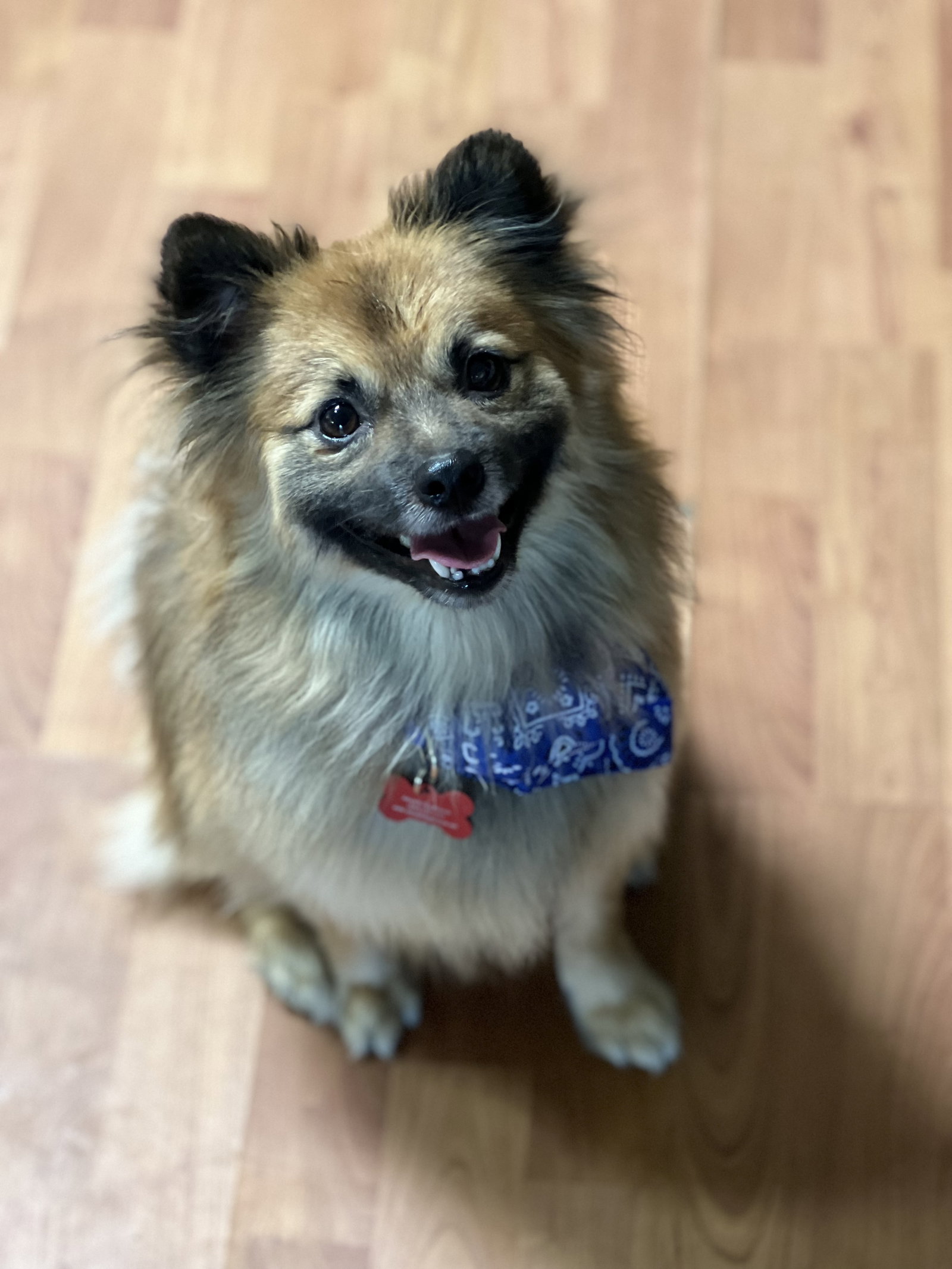 Dog for Adoption - Redd, a Pomeranian in Carefree, AZ | Alpha Paw