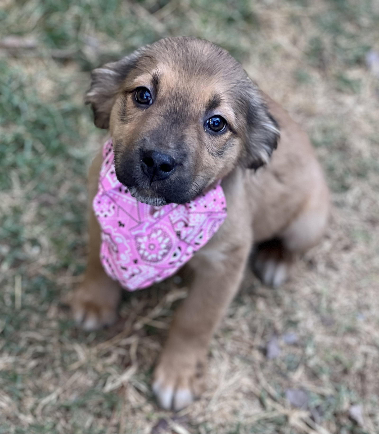 Dog for Adoption - Poppy, a Australian Shepherd in Ahwatukee Foothills ...